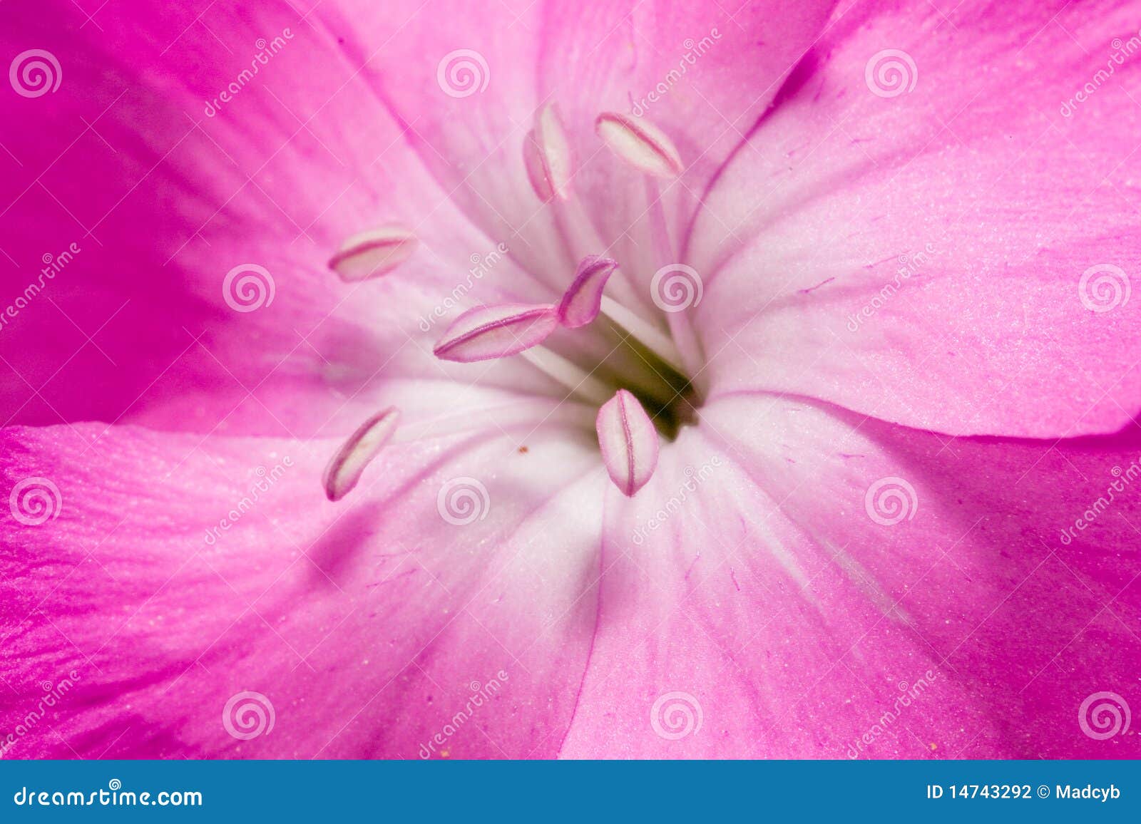 Carpel macro stock photo. Image of gynoecium, rose, detail - 14743292