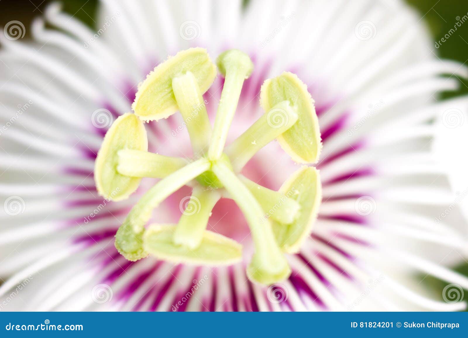 Carpel stock image. Image of natural, flower, bloom, leaf - 81824201