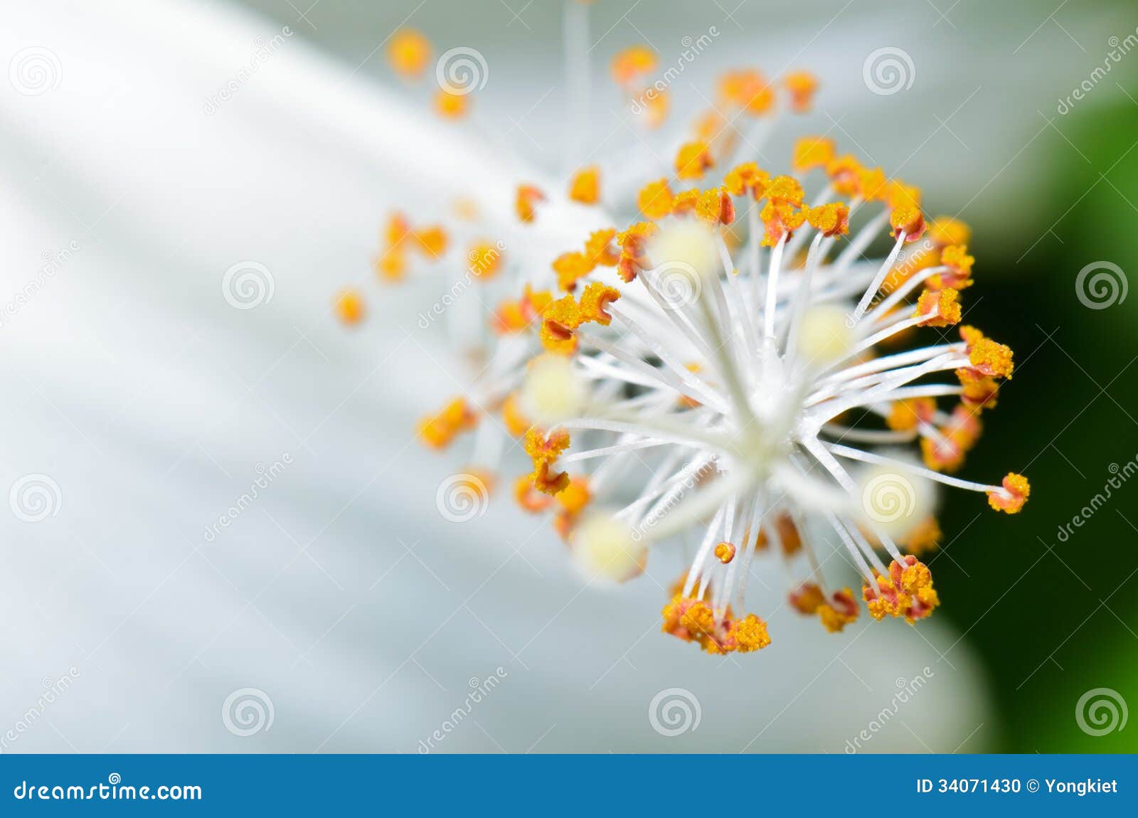 Carpelo Blanco De Las Flores Del Hibisco Foto de archivo - Imagen de ...
