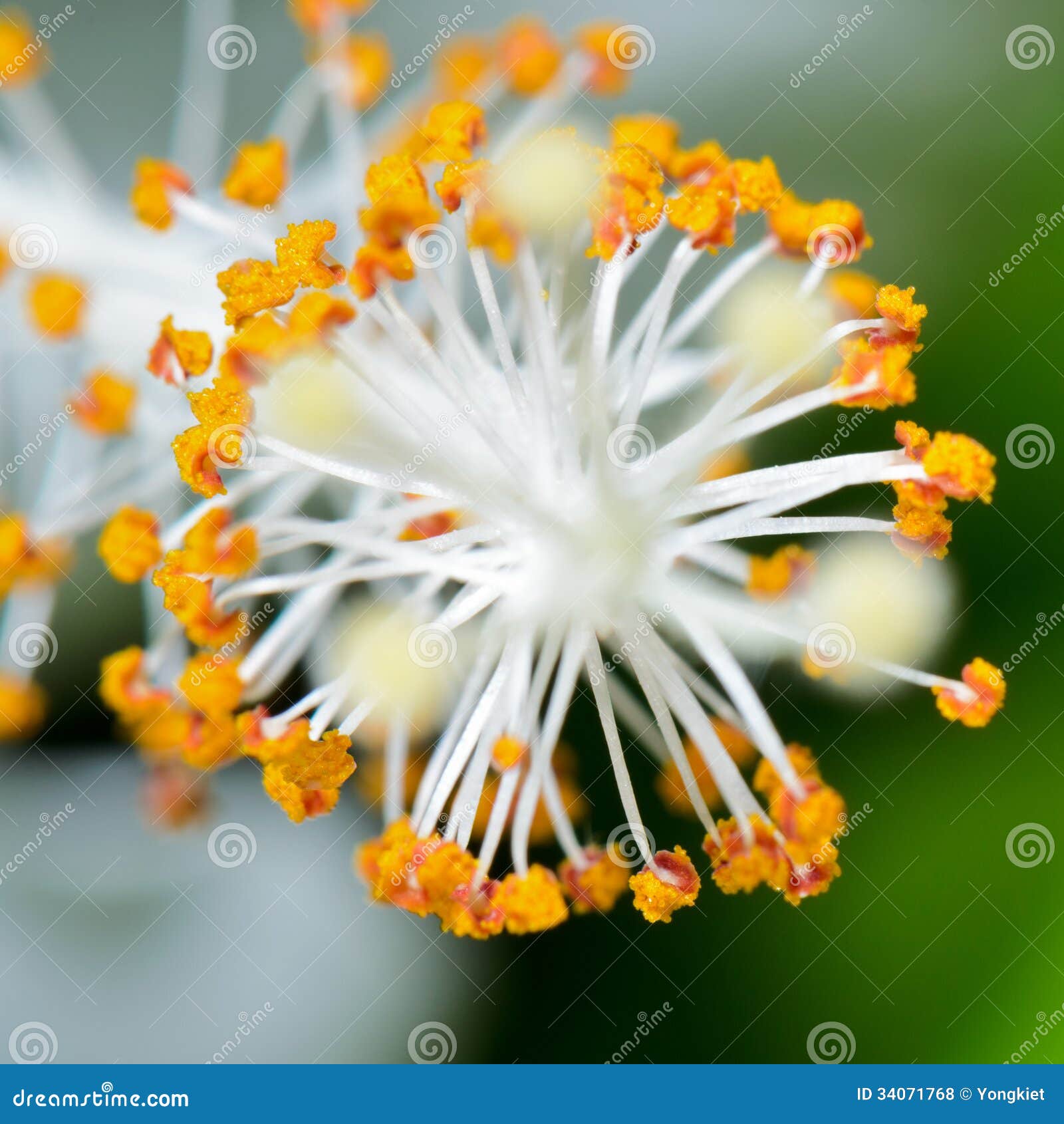 Carpelo Branco Das Flores Do Hibiscus Foto de Stock - Imagem de carpelo ...