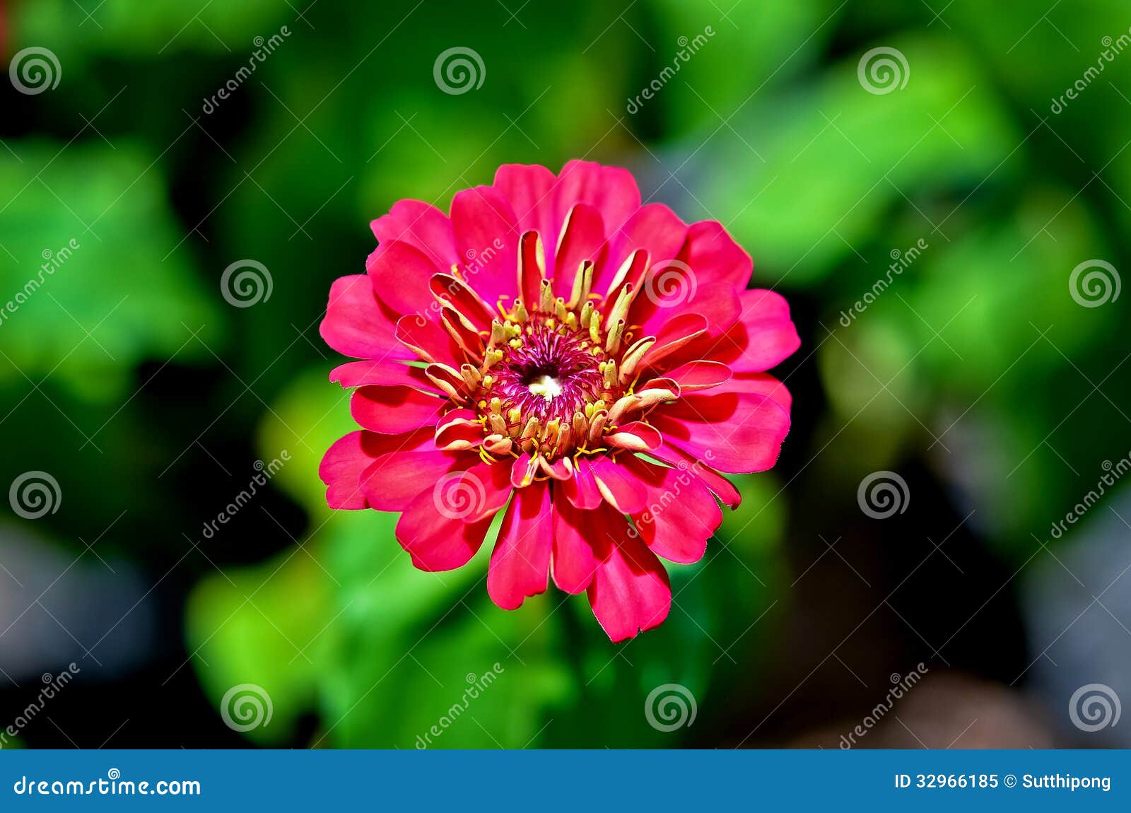Carpelo del zinnia imagen de archivo. Imagen de pétalo - 32966185