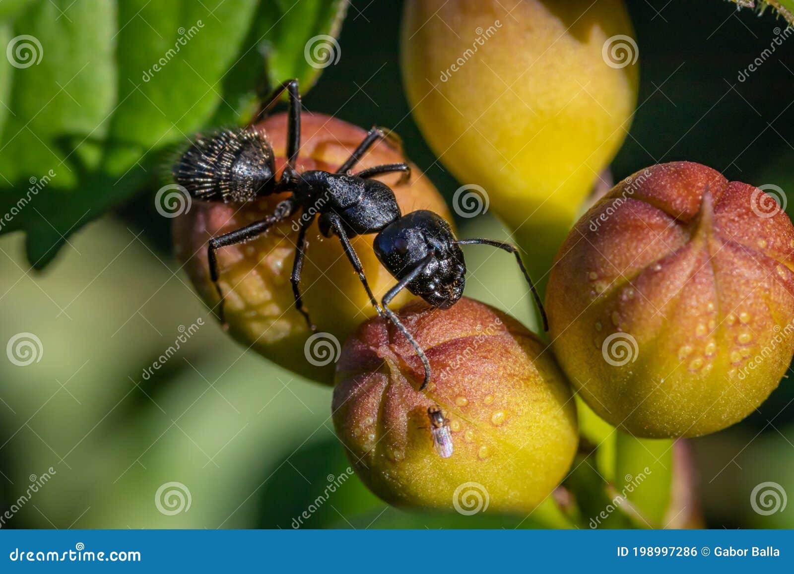 Carpenter Ant Camponotus Spp Stock Photo - Image of green, detail ...