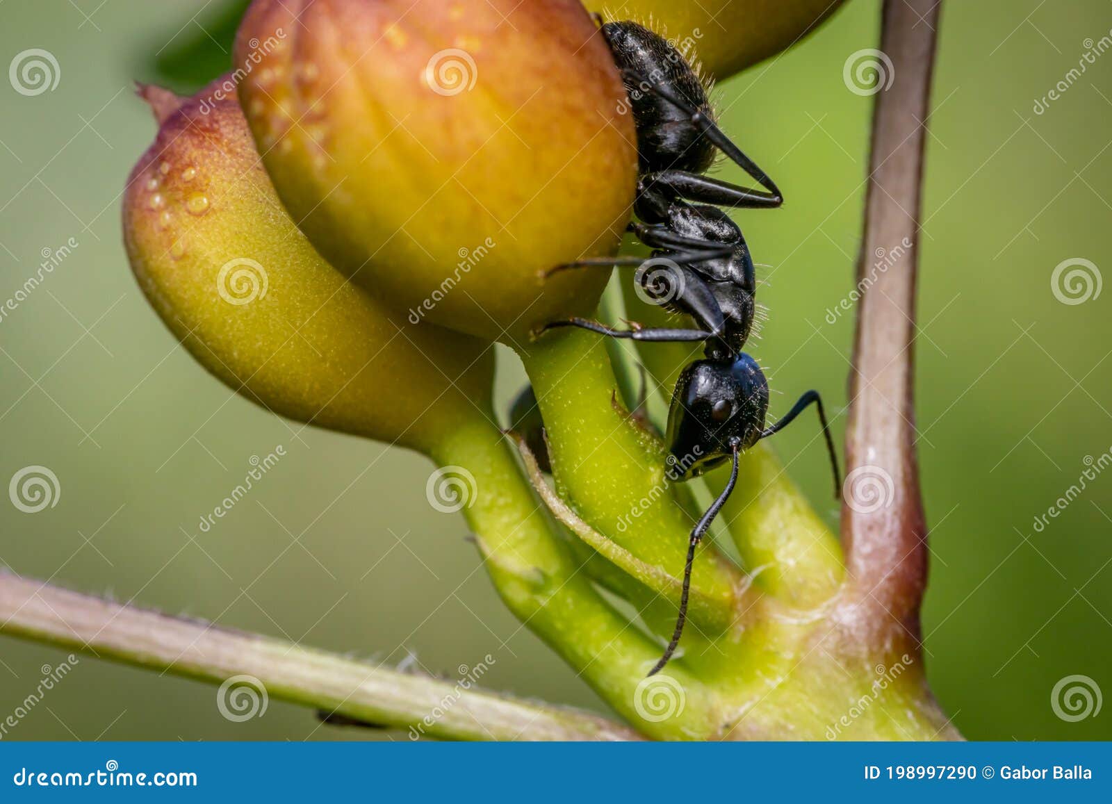 Carpenter Ant Camponotus Spp Stock Photo - Image of closeup, plant ...