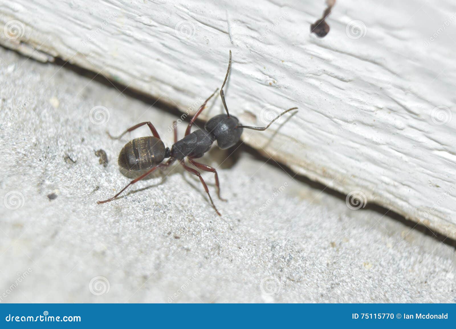 Carpenter Ant stock photo. Image of invertebrate, carpenter - 75115770