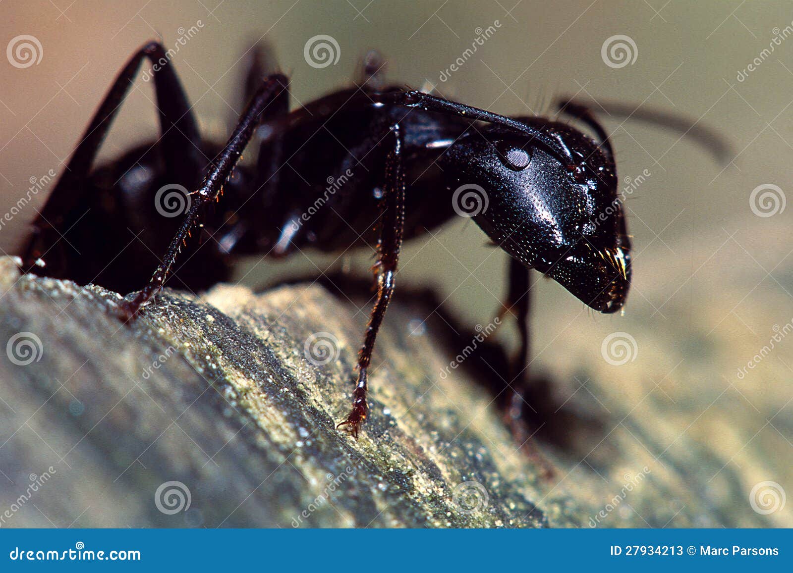Carpenter Ant Portrait stock image. Image of jaws, face - 27934213