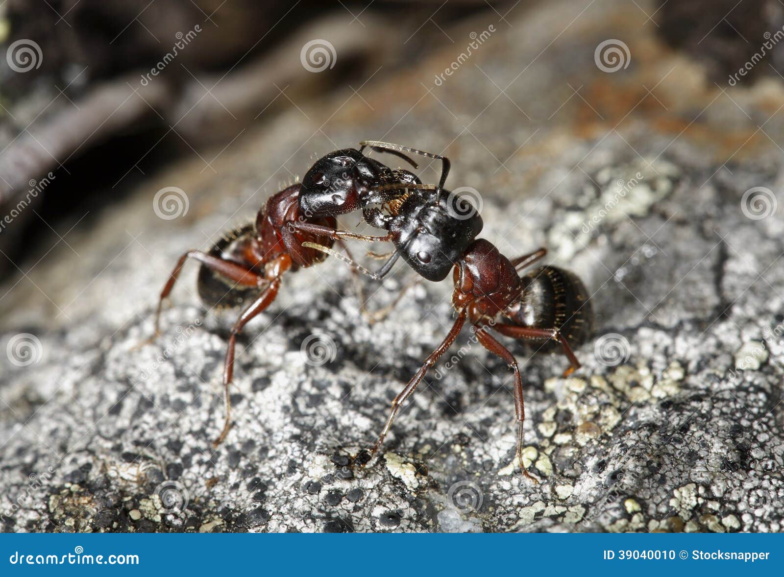 Carpenter Ants (Camponotus Herculeanus) Stock Photo - Image of nature ...