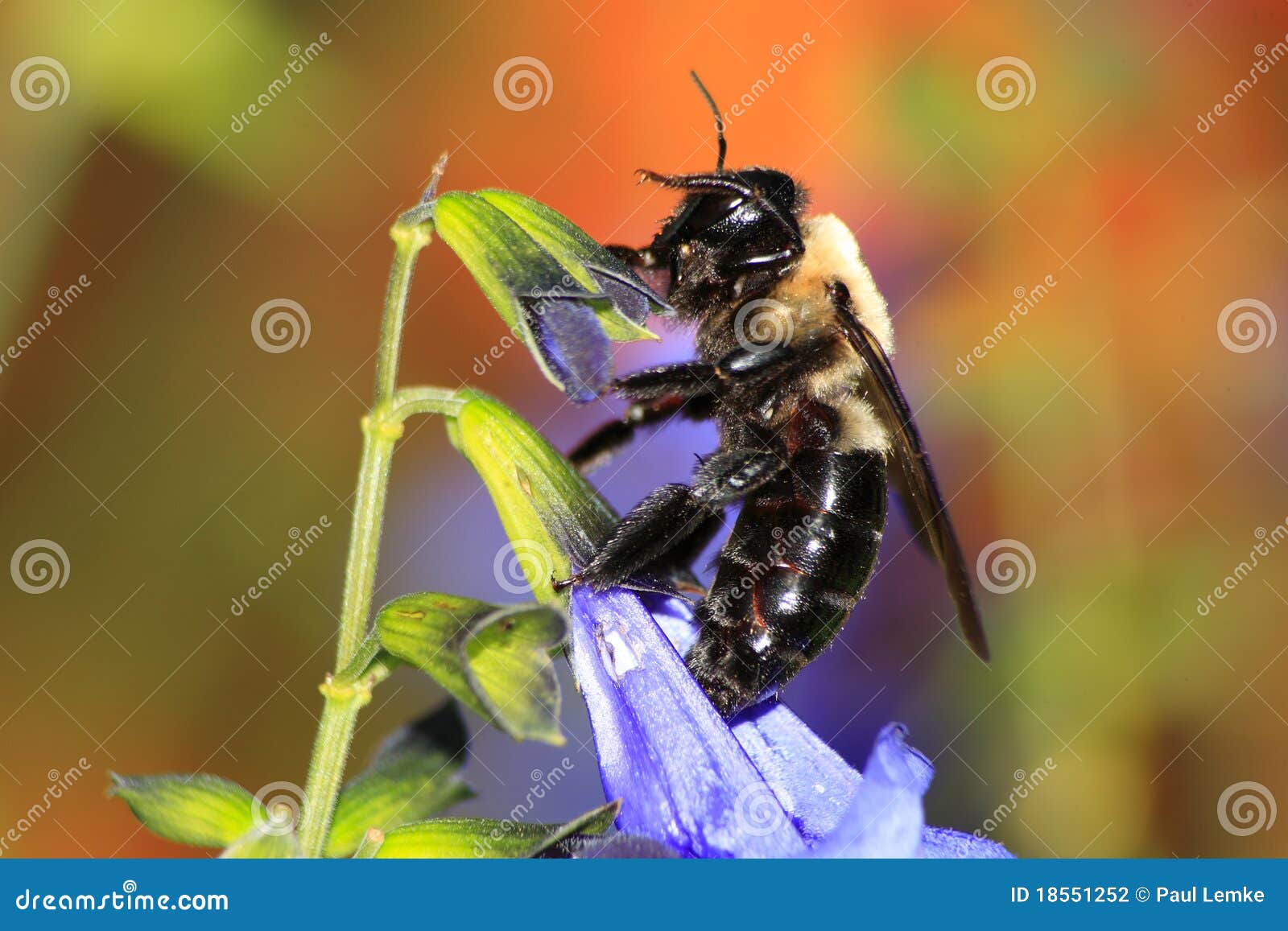 Carpenter Bee stock photo. Image of flighted, biological - 18551252