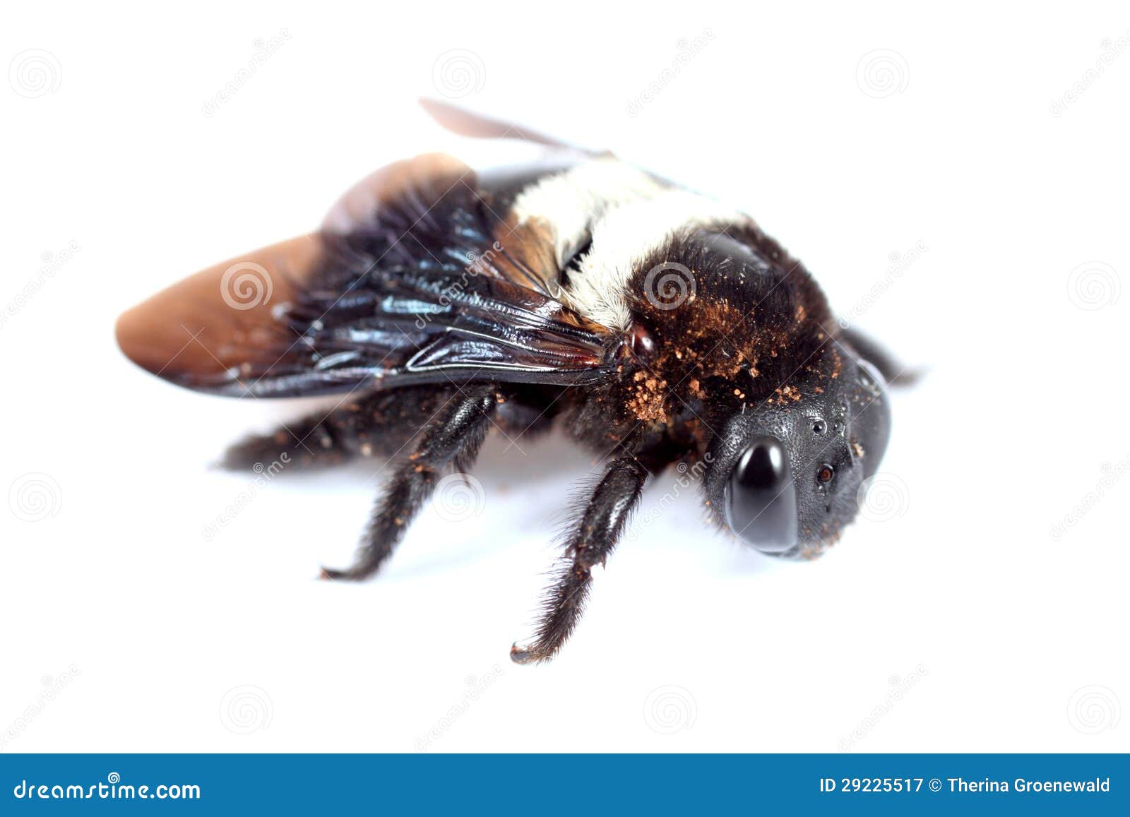 Carpenter bee stock image. Image of arthropod, wings - 29225517