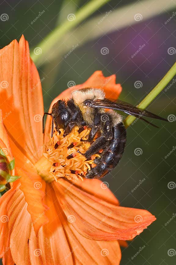 Carpenter Bee stock photo. Image of biology, cute, closeup - 9380536