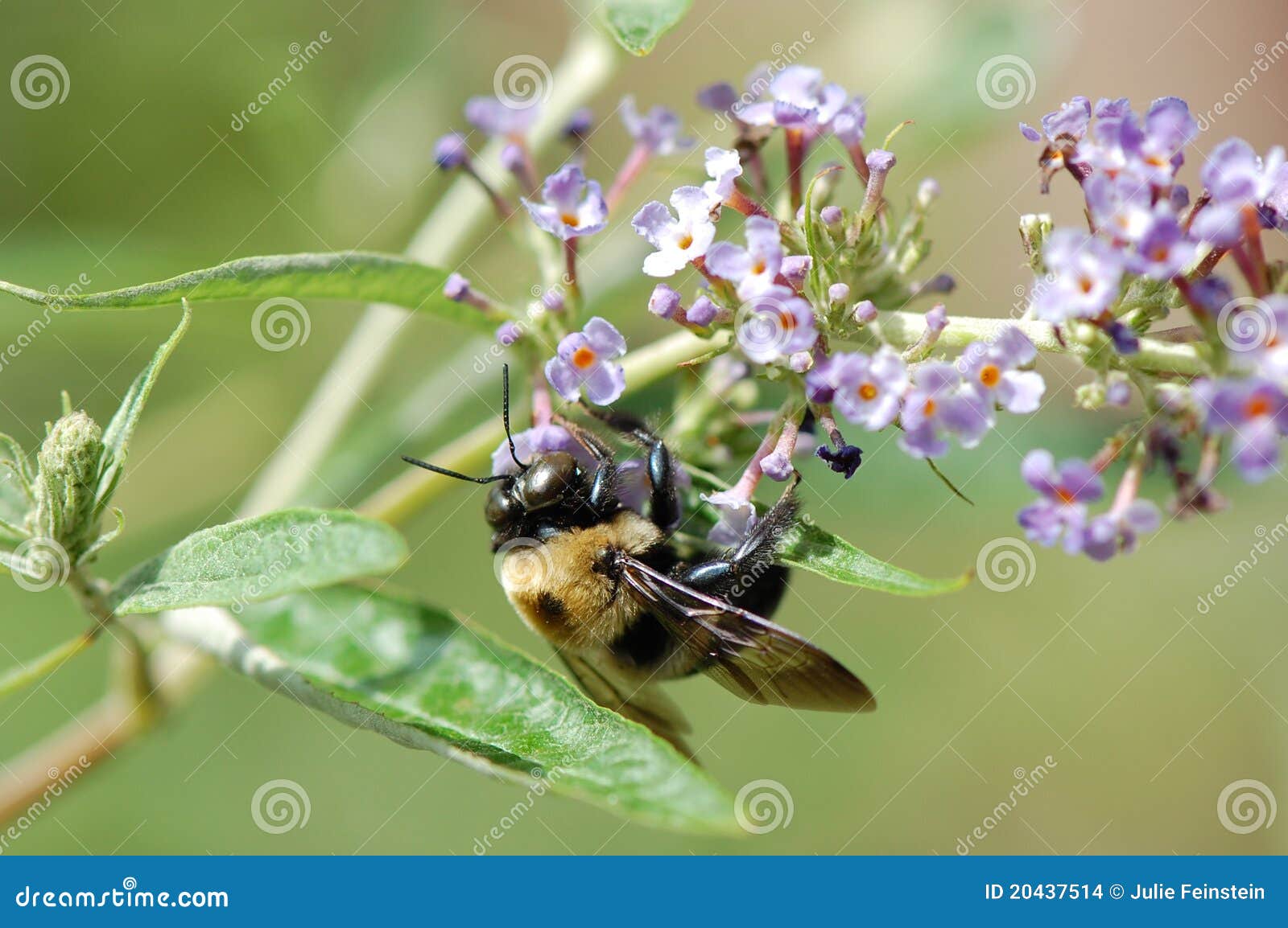 Carpenter Bee on Buddleia Flower Stock Photo - Image of bees, worker ...