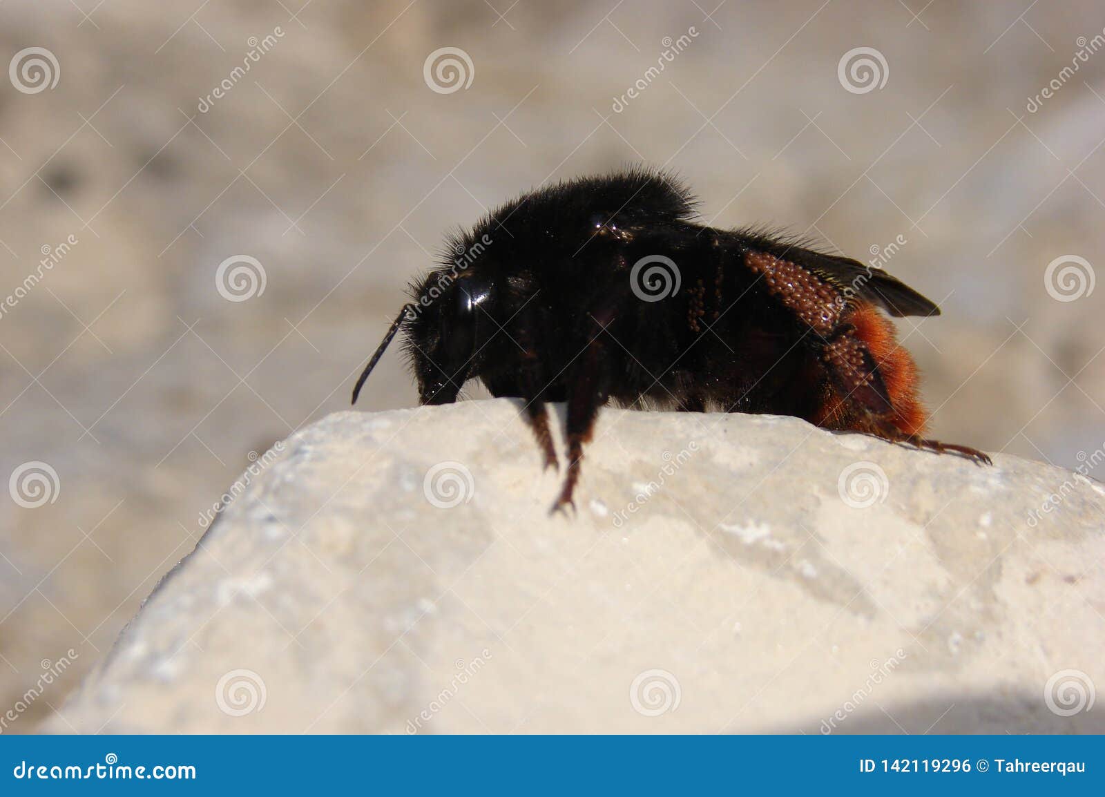 Carpenter bee stock photo. Image of bees, bugs, beetle - 142119296