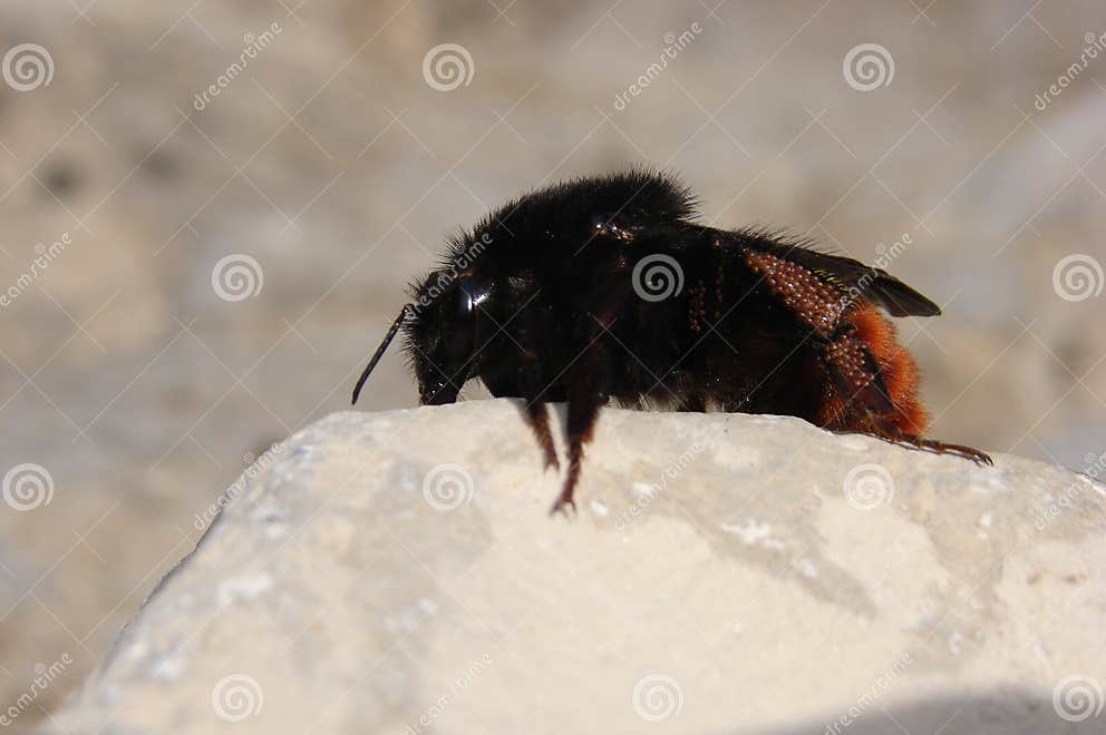 Carpenter bee stock photo. Image of bees, bugs, beetle - 142119296