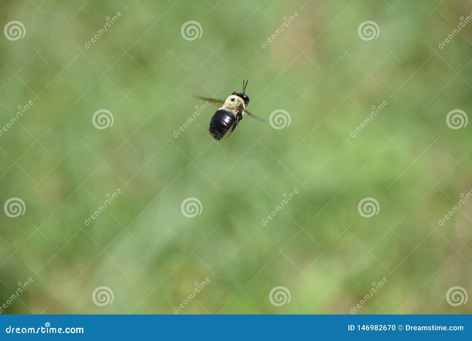 Carpenter bee flying stock photo. Image of wood, photographer - 146982670