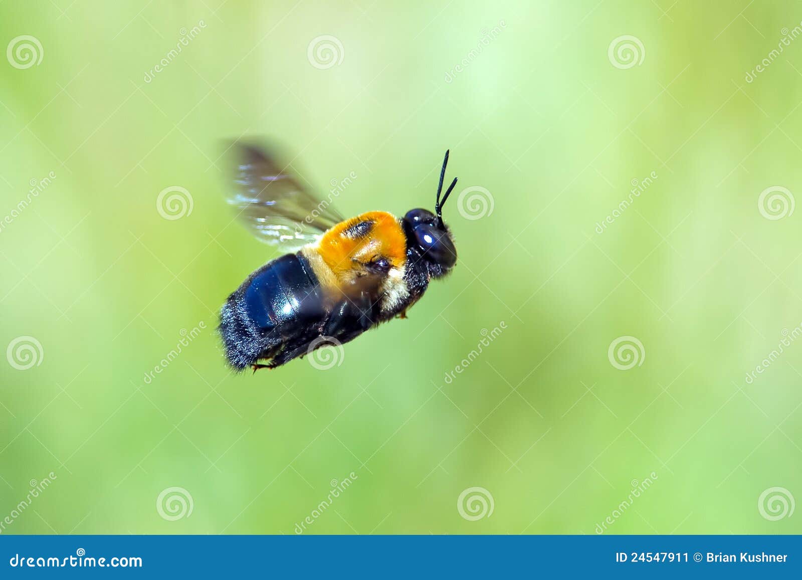 Carpenter Bee in Flight stock image. Image of background - 24547911