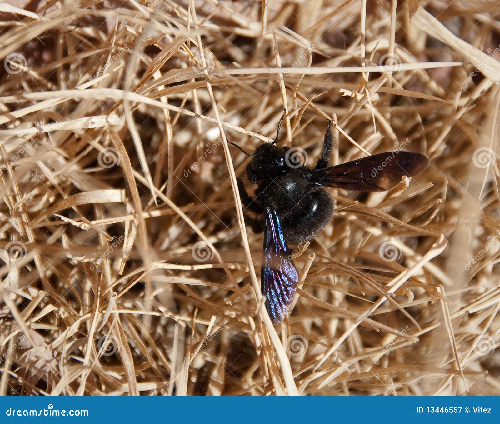 Carpenter bee in hay stock image. Image of yard, tentacle - 13446557
