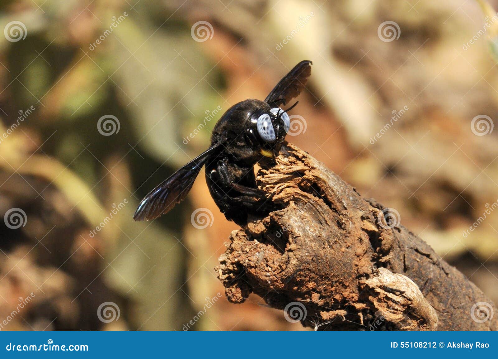 Carpenter Bee stock photo. Image of macro, wood, bumble - 55108212