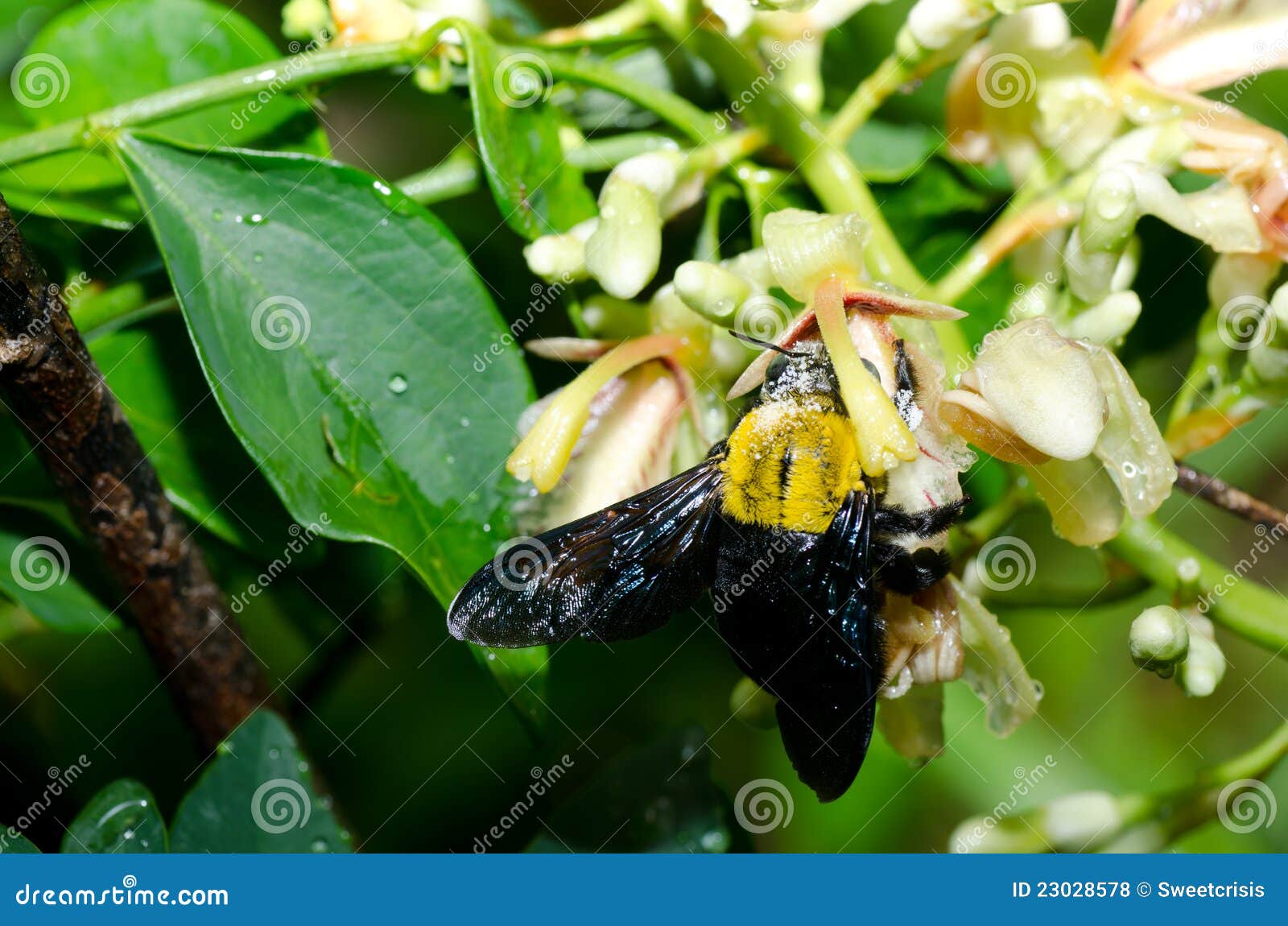 Carpenter Bee in the Nature Stock Photo - Image of closeup, flower ...