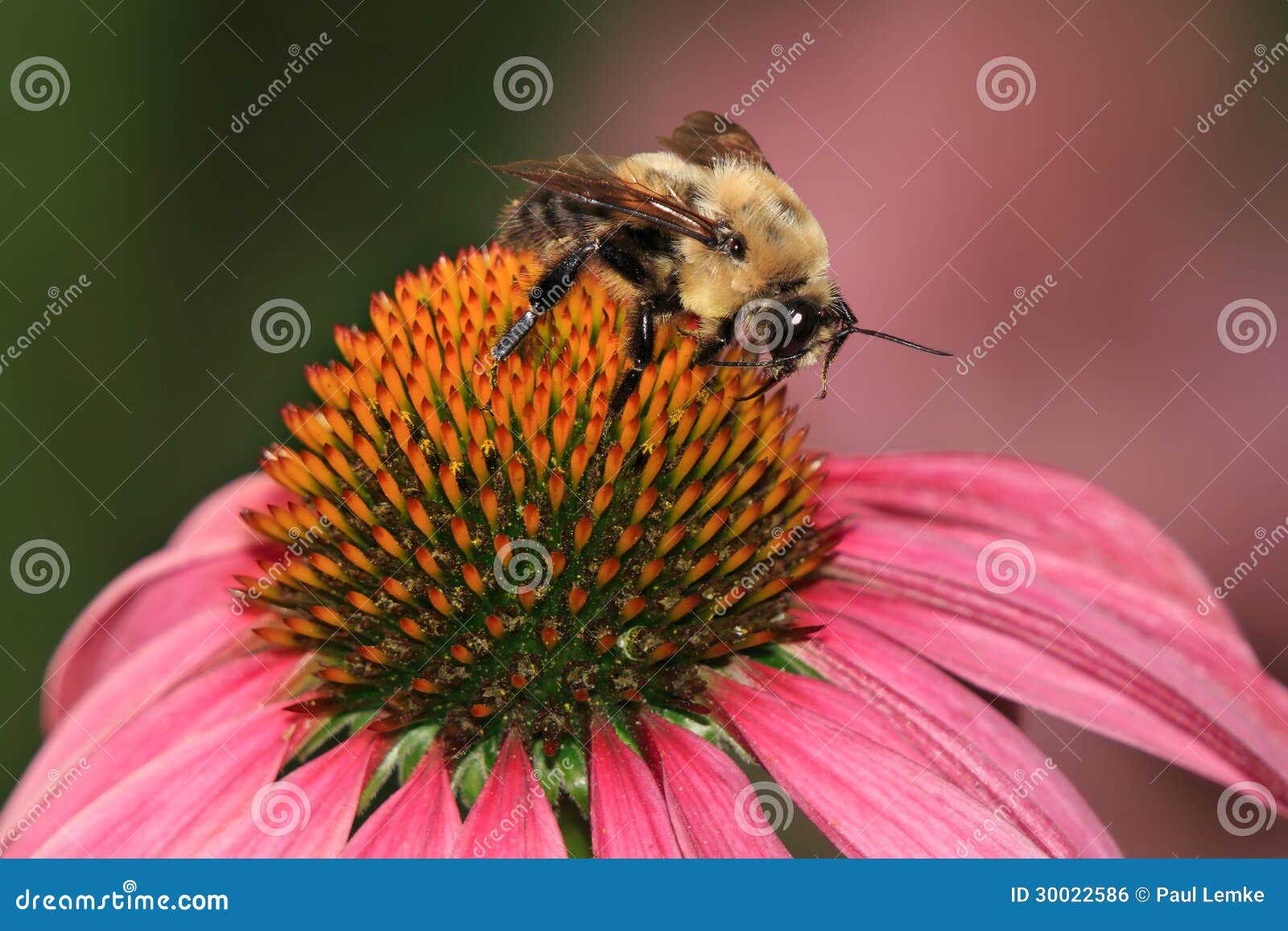 Carpenter Bee stock photo. Image of entomology, nature - 30022586