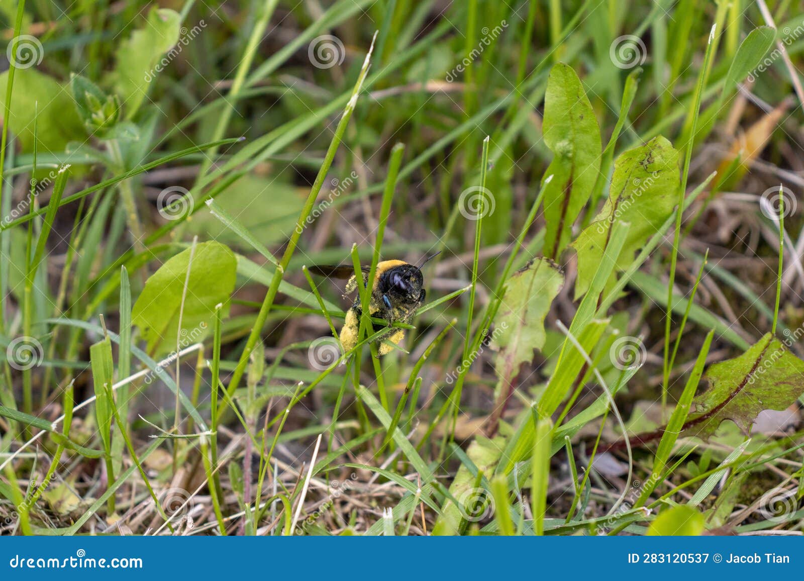 Carpenter Bee Sitting on Grass - Nectar Stuck - Close Up Stock Image ...