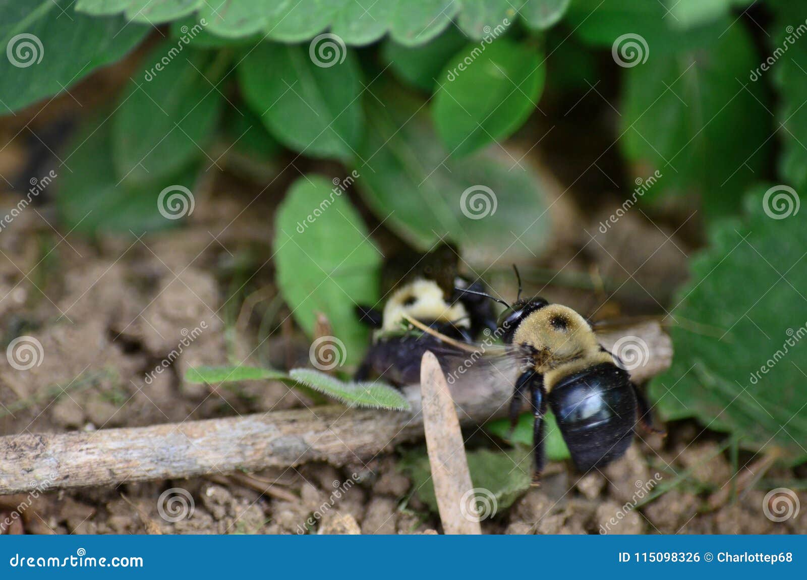 Carpenter Bees Aka Bore Bees Stock Photo - Image of nest, nature: 115098326