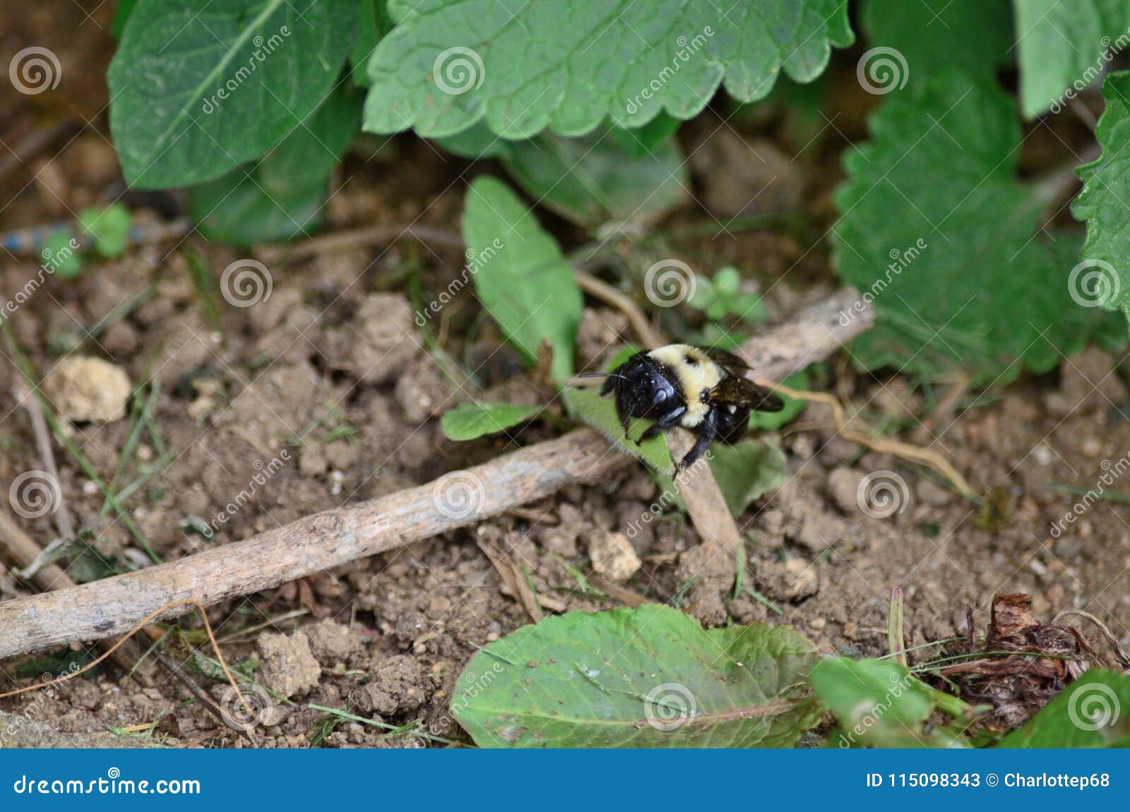 Carpenter Bees Aka Bore Bees Stock Image - Image of nuisance, outdoors ...