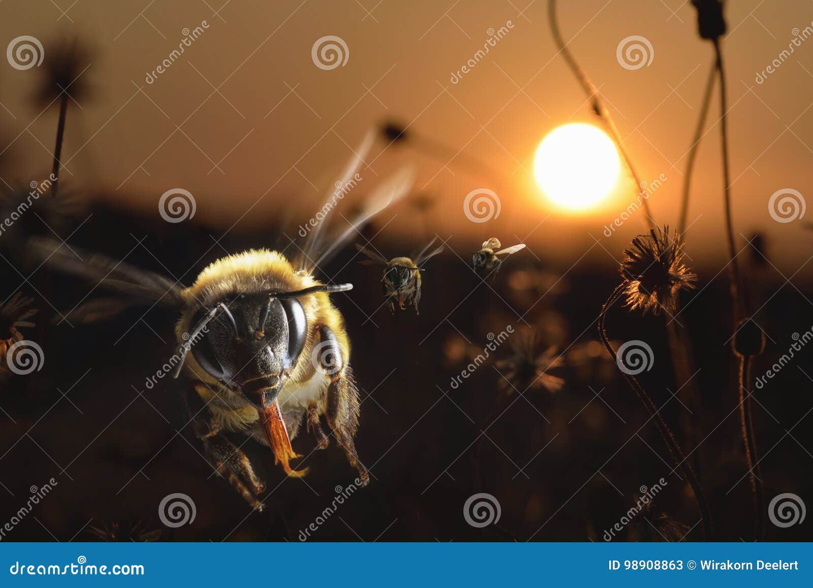 Carpenter Bees Flying with Sunset Background in the Evening before Dusk ...