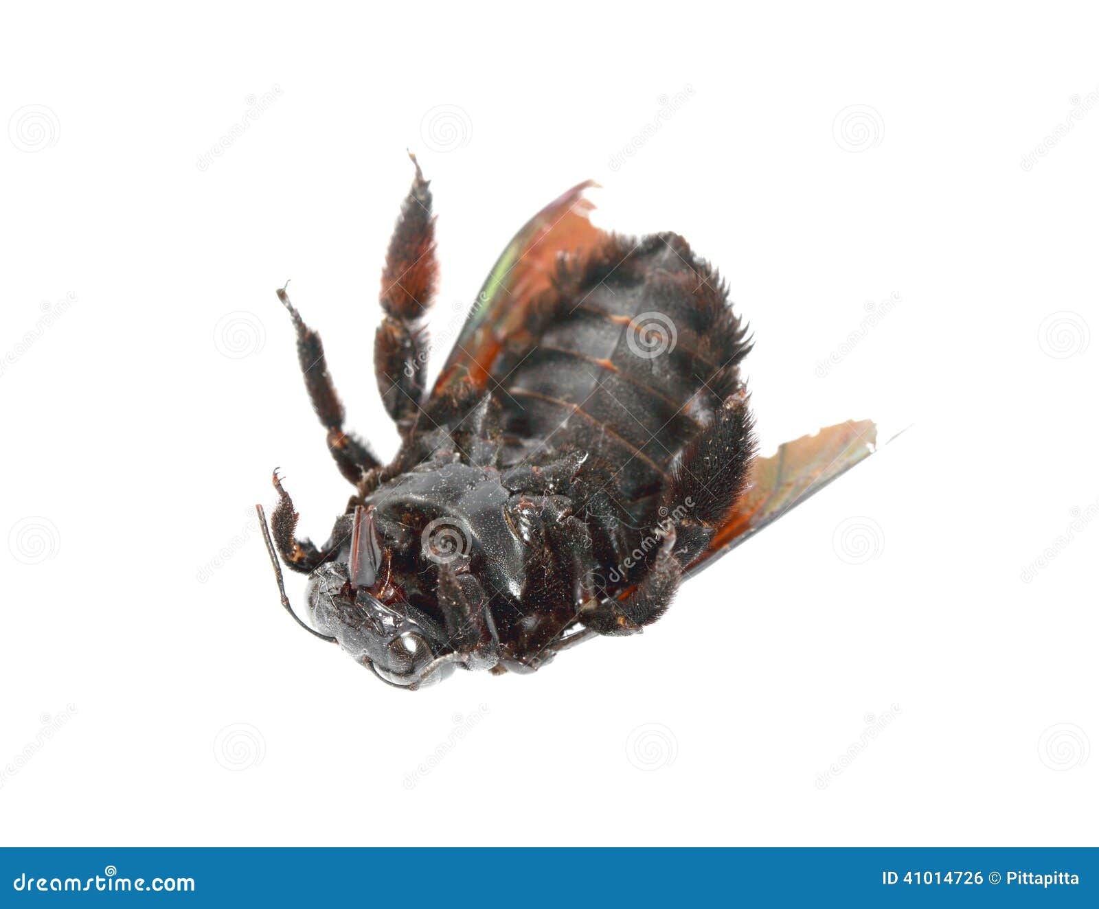 Carpenter bees stock photo. Image of species, white, side - 41014726