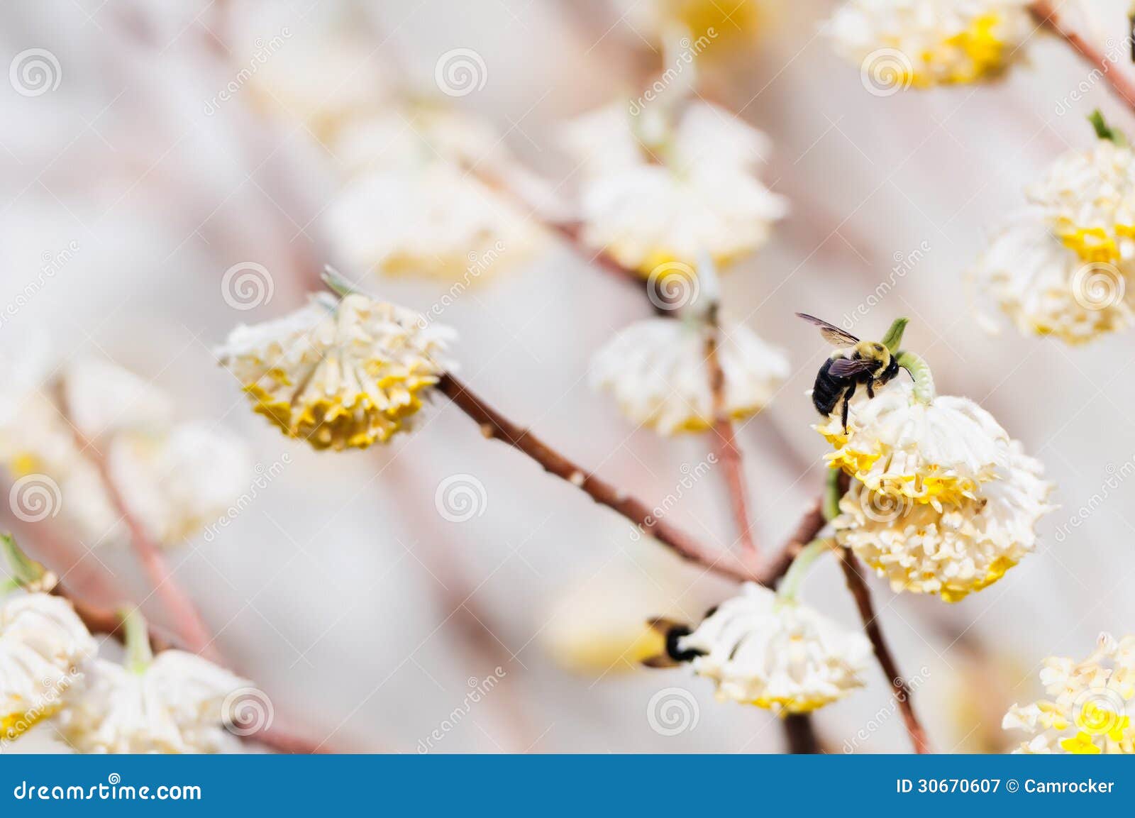 Carpenter Bees Pollinating Flowering Bush Stock Image - Image of plant ...