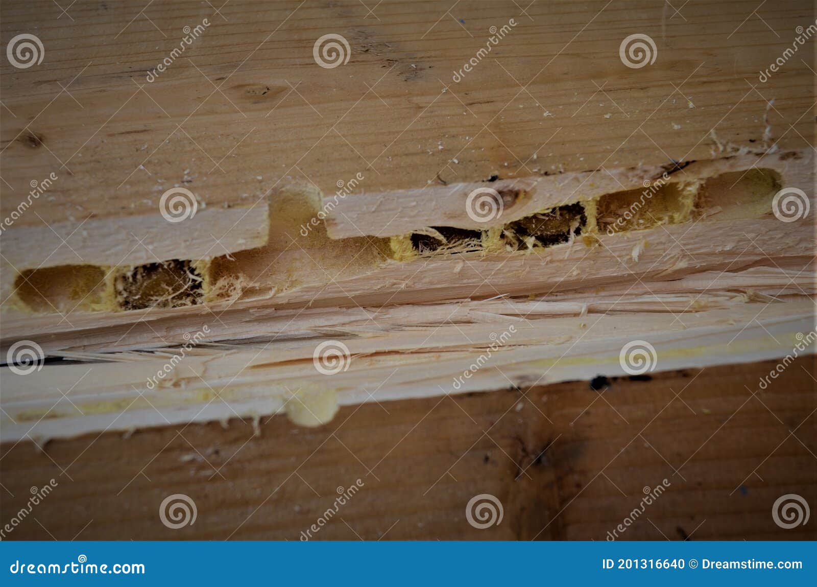 Carpenter Bees at Work on Wook Stock Photo - Image of wood, burrowing ...