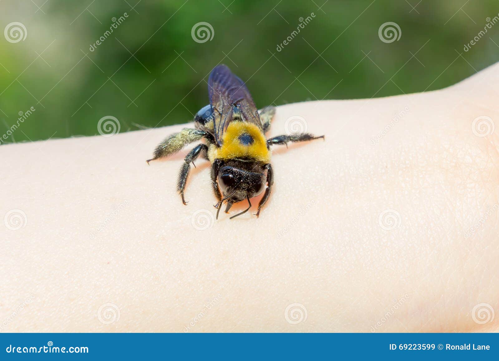 Carpenter Bumble Bee Sitting on a Hand Stock Image - Image of isolated ...