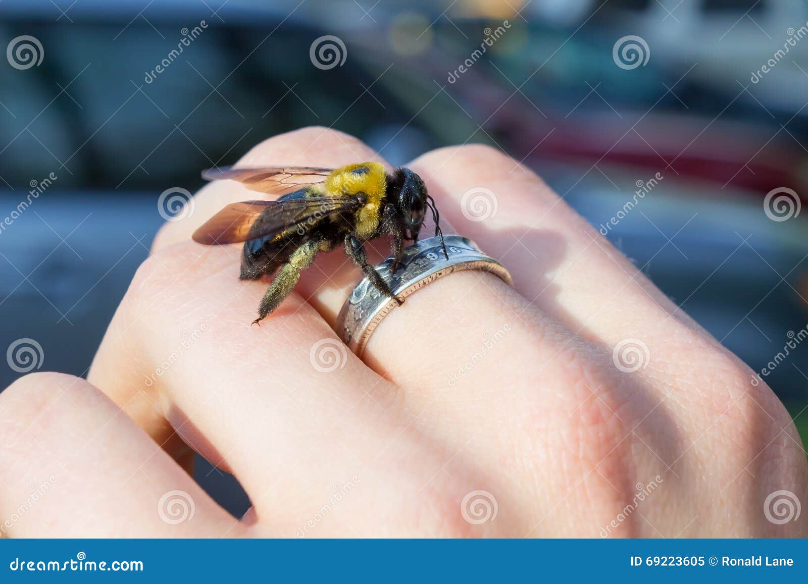 Carpenter Bumble Bee Sitting on a Hand Stock Image - Image of natural ...