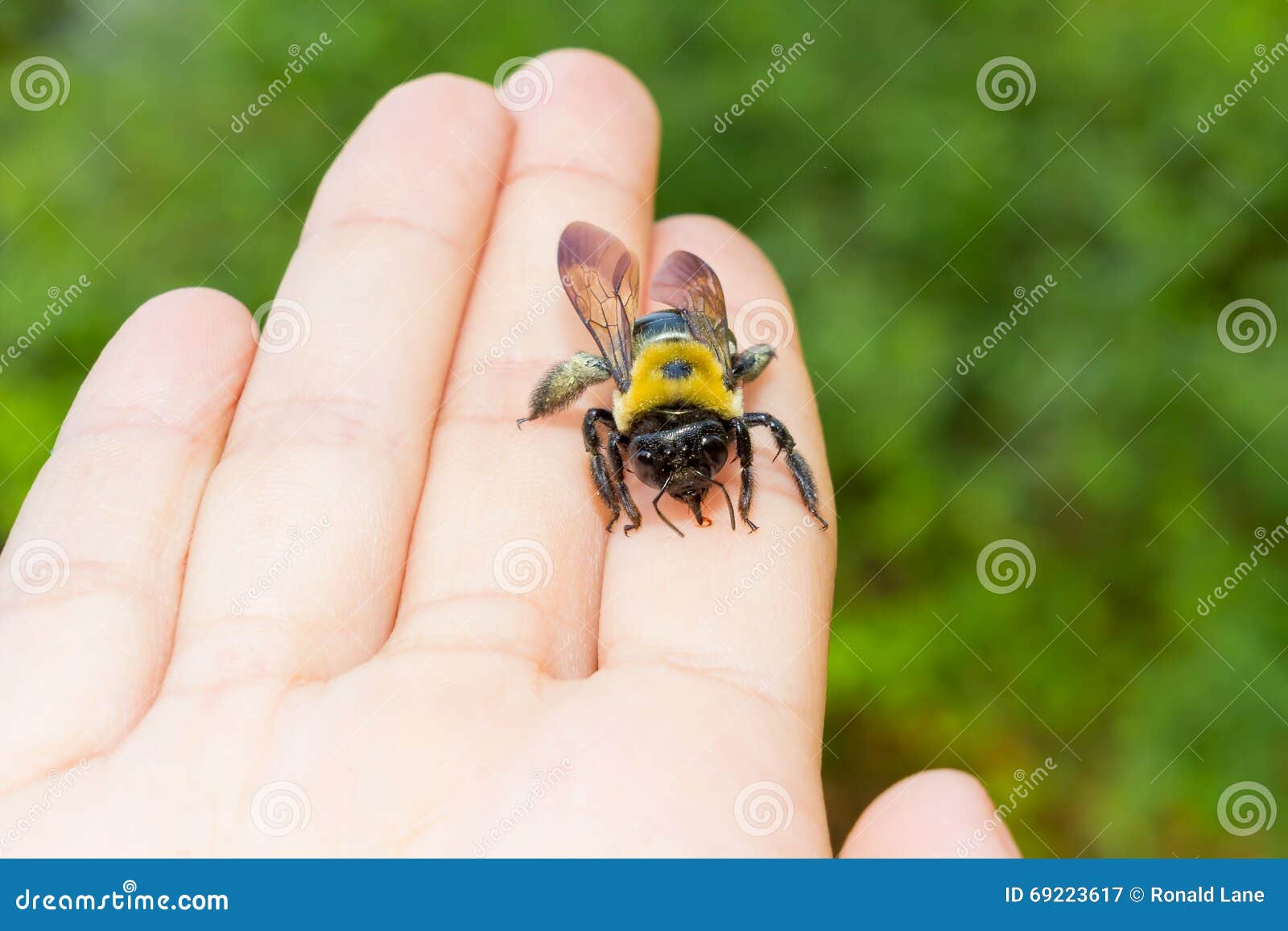 Carpenter Bumble Bee Sitting on a Hand Stock Image - Image of honey ...