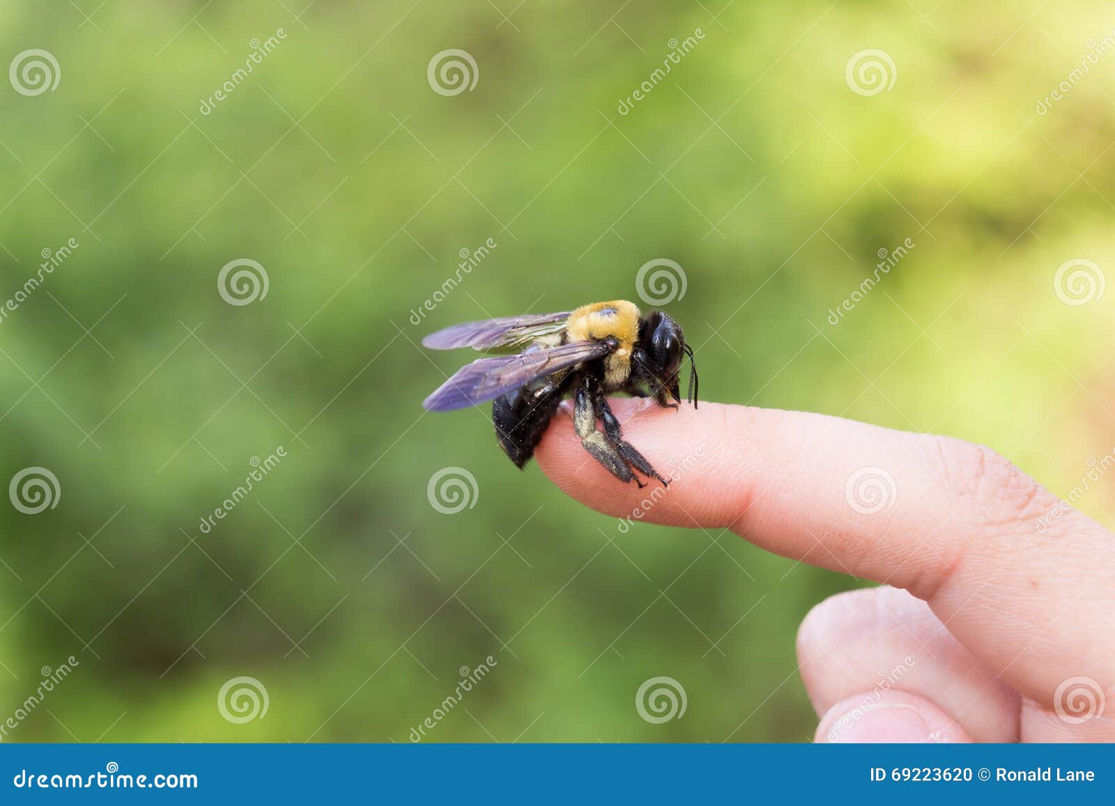 Bumble Bee Sitting On A Bright Red Bud Of Tulip Royalty-Free Stock ...