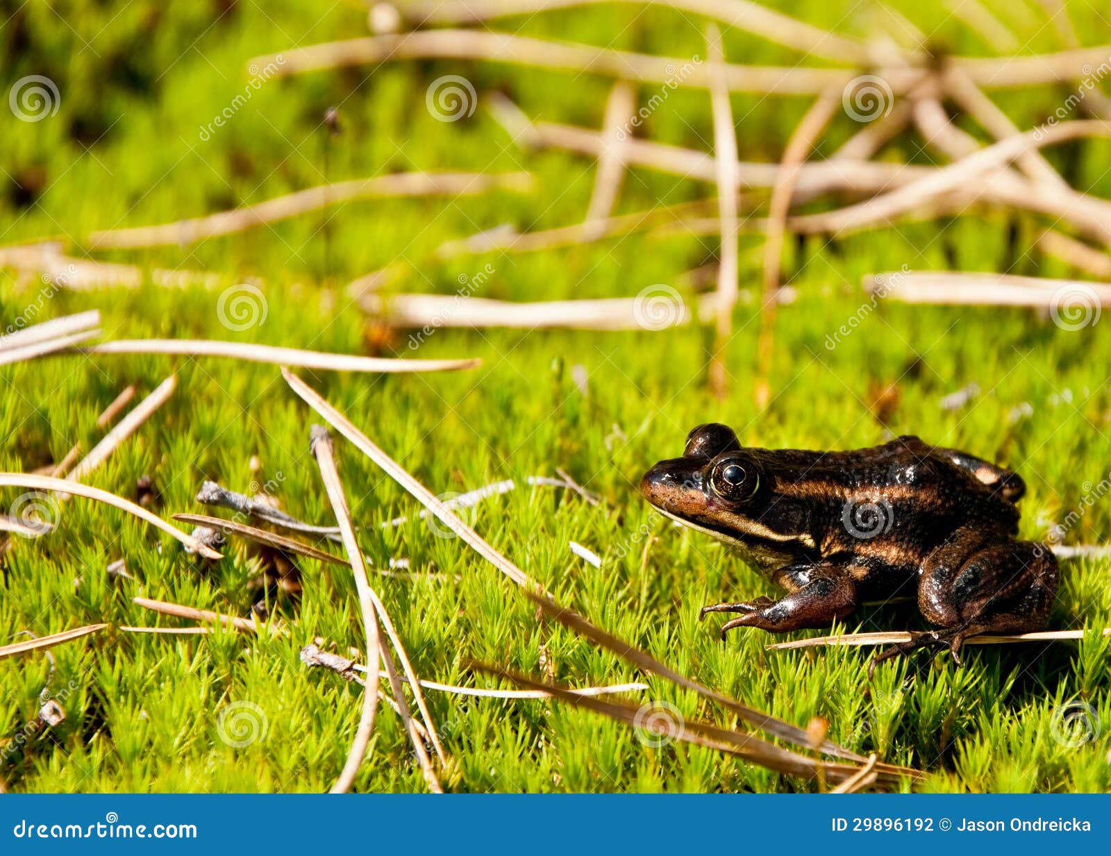 Carpenter Frog stock photo. Image of moss, science, wildlife - 29896192