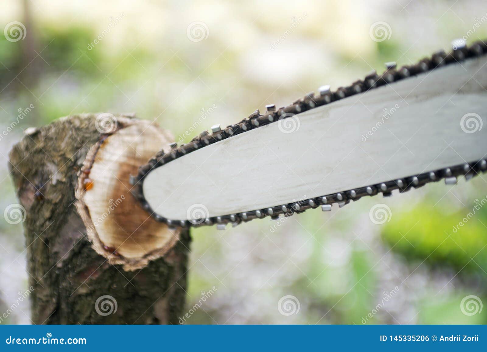 Carpenter Use Saw Blade for Cutting Timber. Chainsaw and Some Wood ...