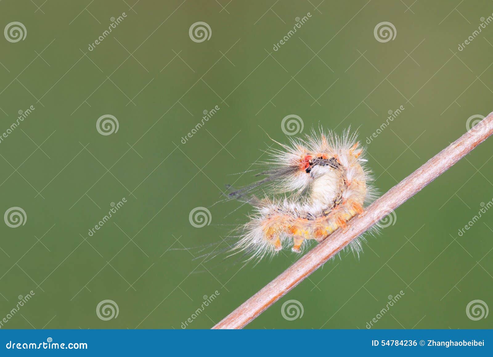 Carpenter worm stock photo. Image of animal, chaeta, wild - 54784236