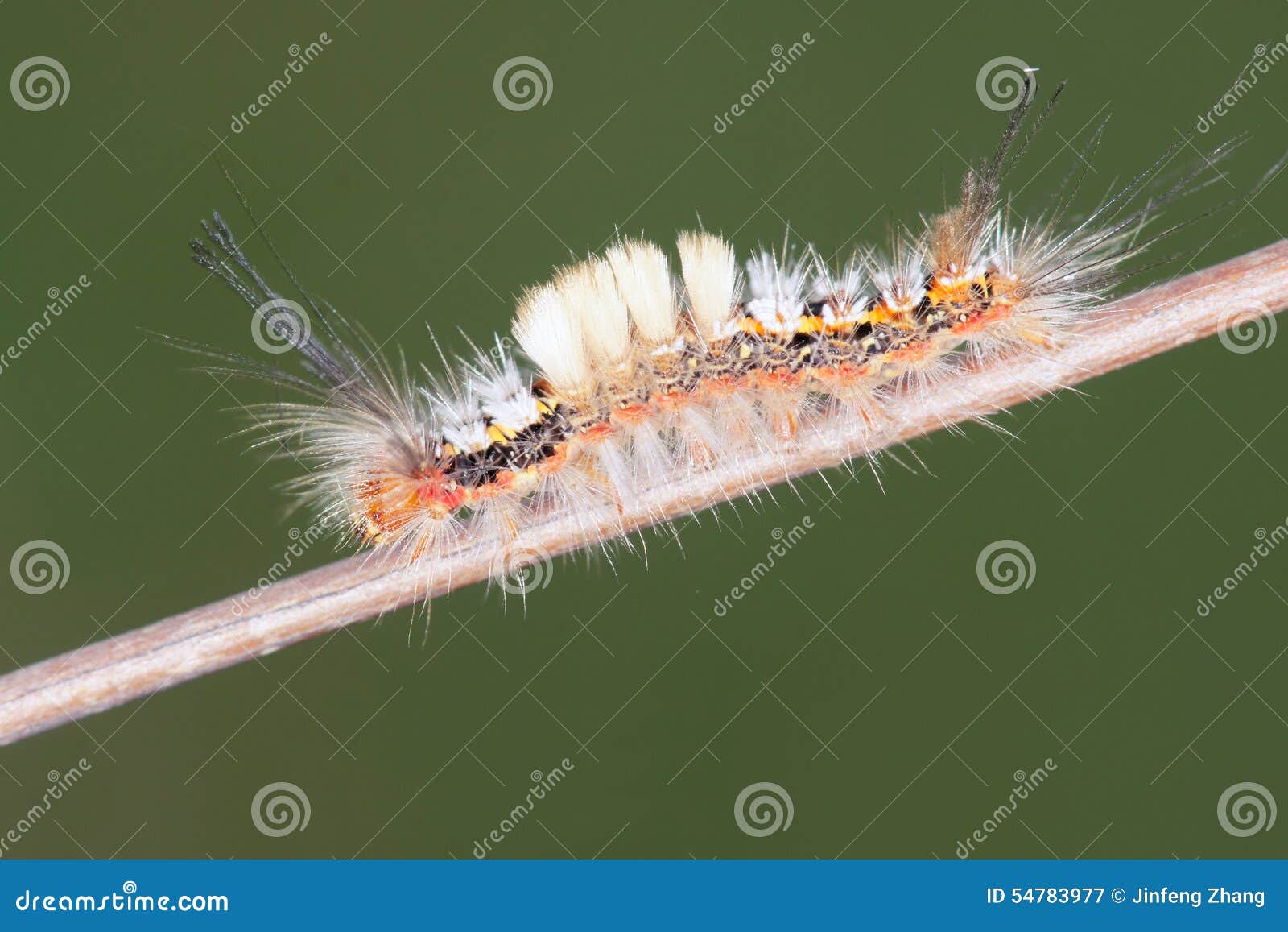 Carpenterworm stock image. Image of wild, grub, insect - 54783977