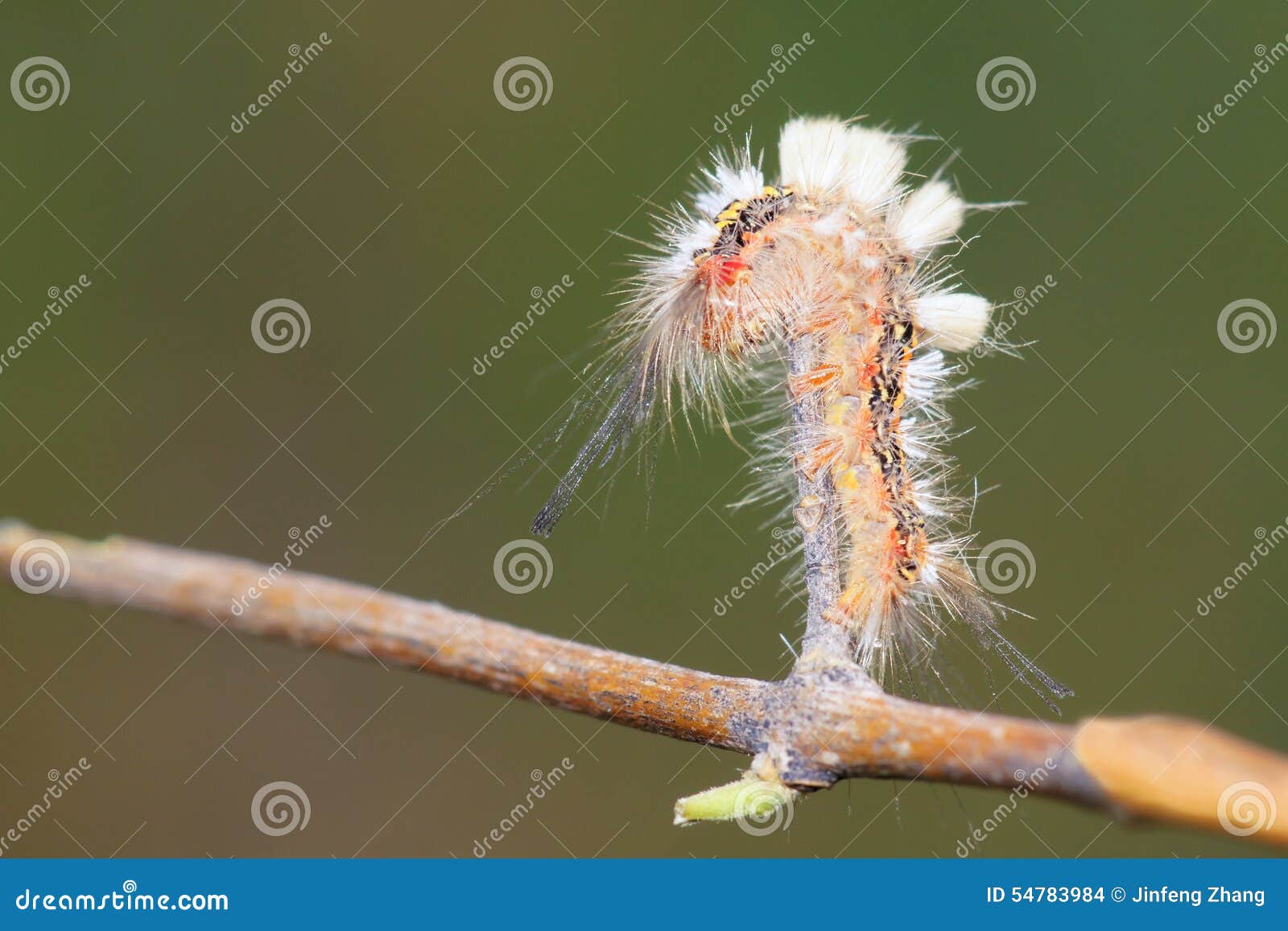 Carpenterworm stock photo. Image of wild, wildlife, grub - 54783984