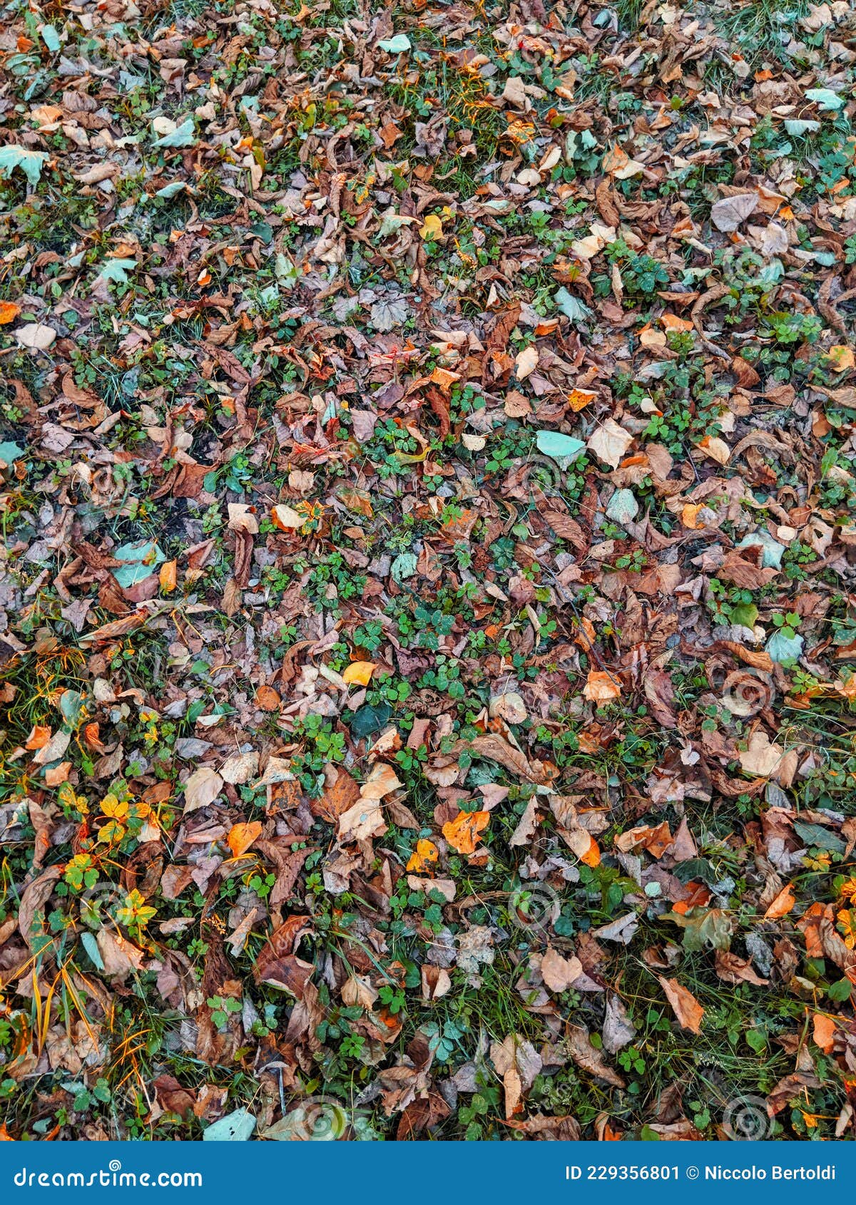 Carpet of Autumn Leaves - Autumn Fall Background Stock Image - Image of ...