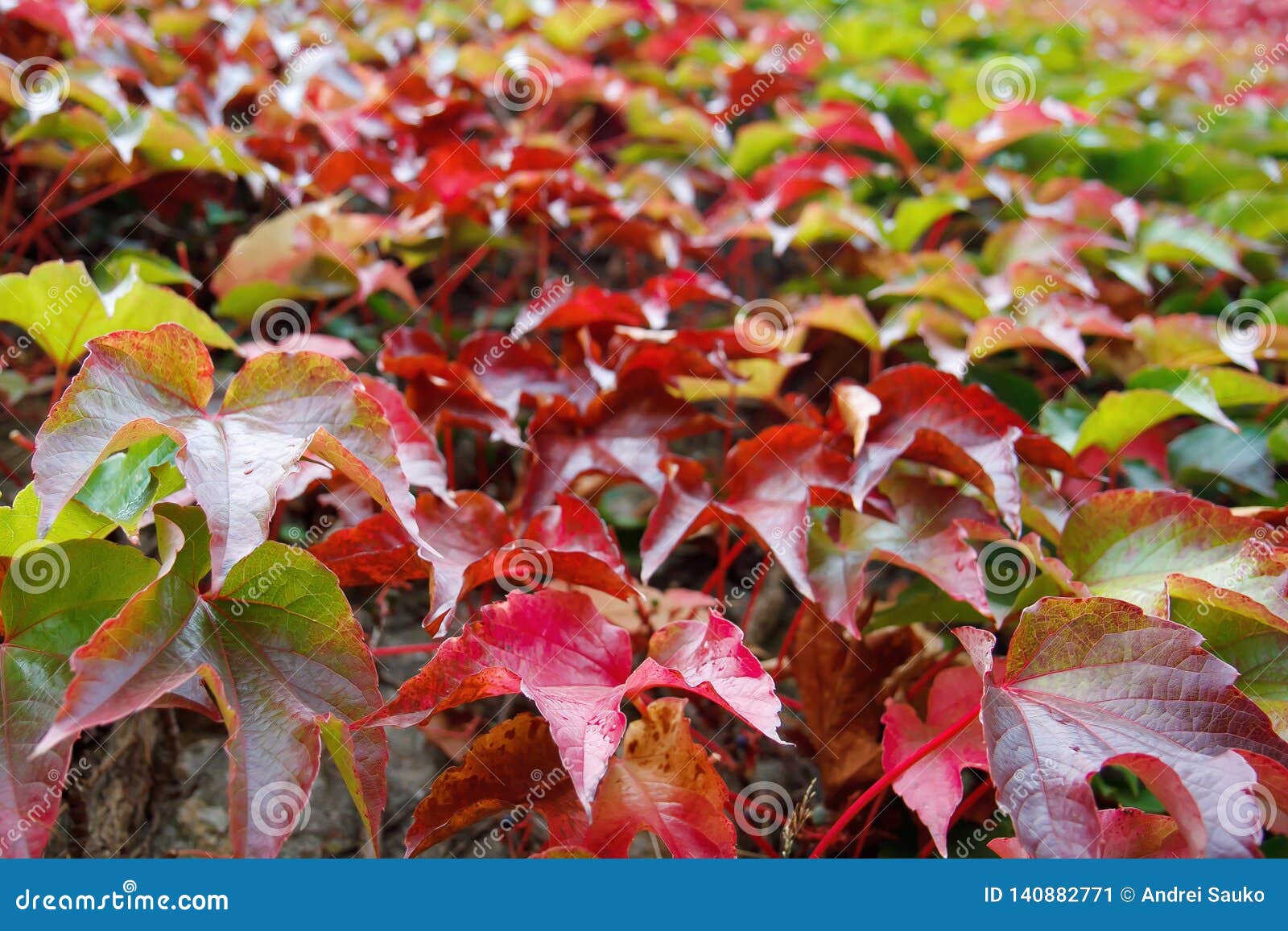 A Carpet of Autumn Red Ivy Leaves Stock Image - Image of decoration ...