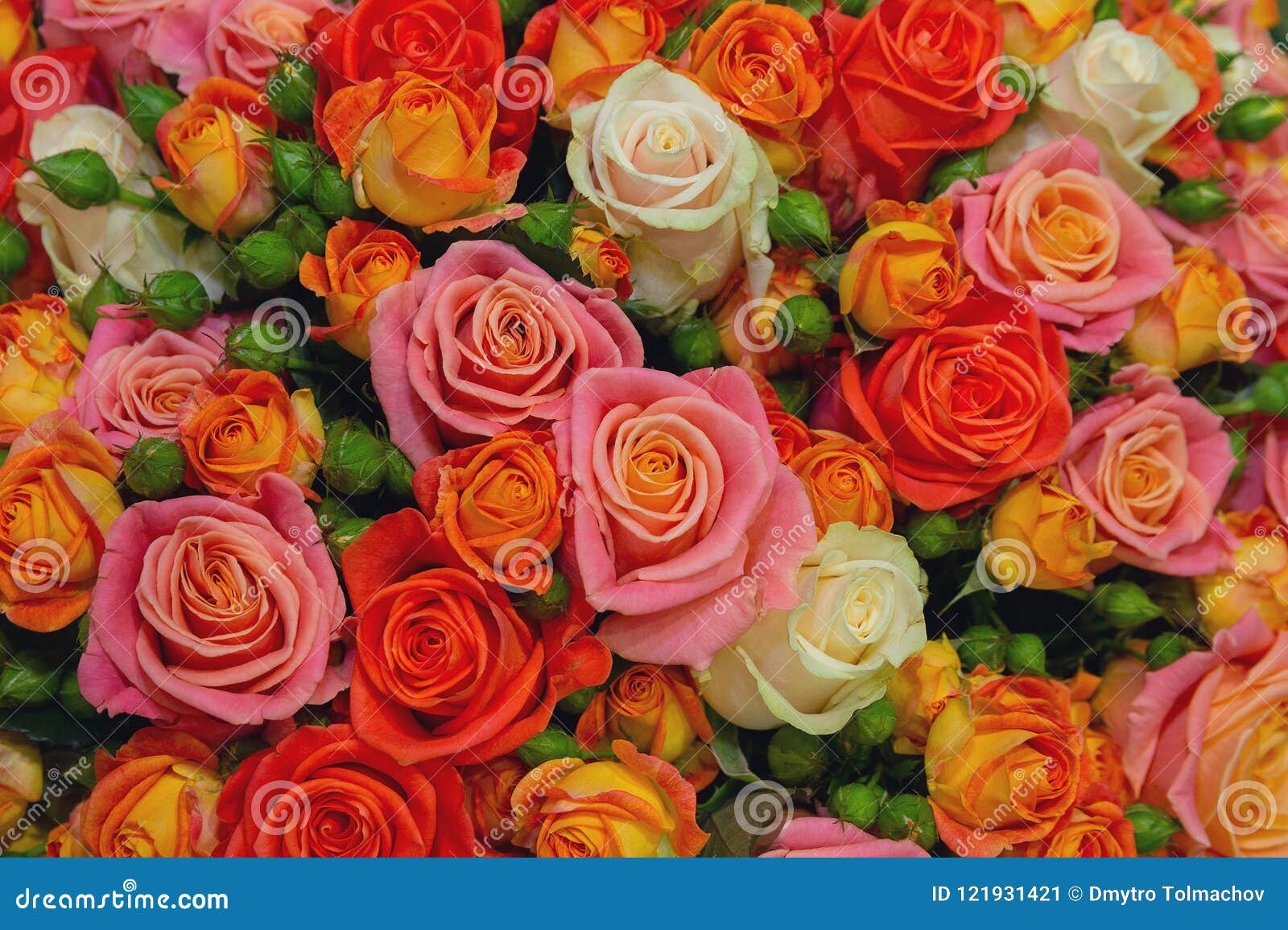 Carpet of Beautiful Multi-colored Roses Stock Image - Image of ... Carpet of Beautiful Multi-colored Roses Stock Image - Image of ...