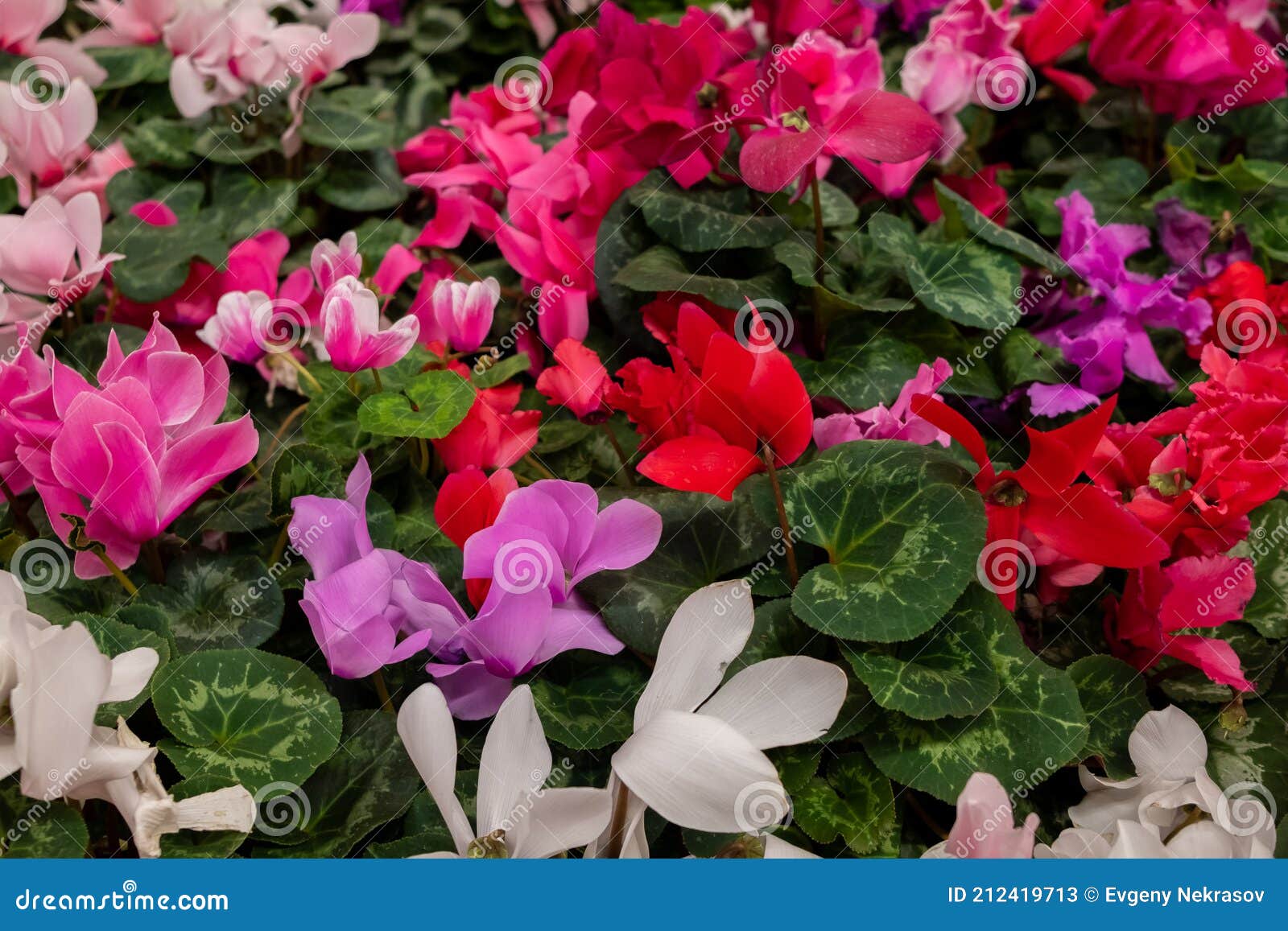 A Carpet of Bright Multi-colored Flower Petals Stock Image - Image of ...