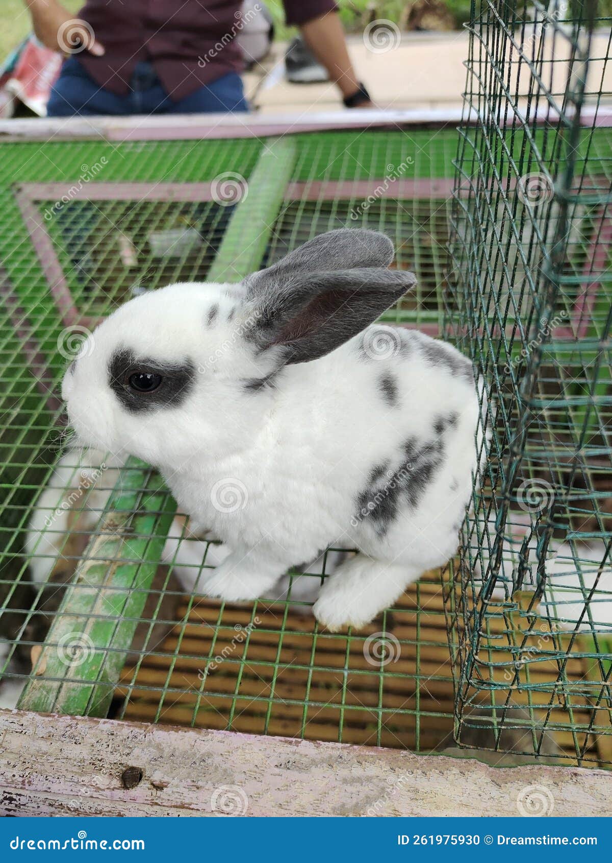 Carpet Bunny with Fluffy Fur in the Cage Stock Photo - Image of fluffy ...