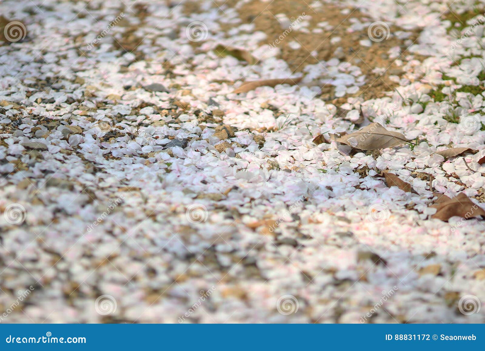 Carpet of Cherry Blossom Flowers on the Ground Stock Photo - Image of ...