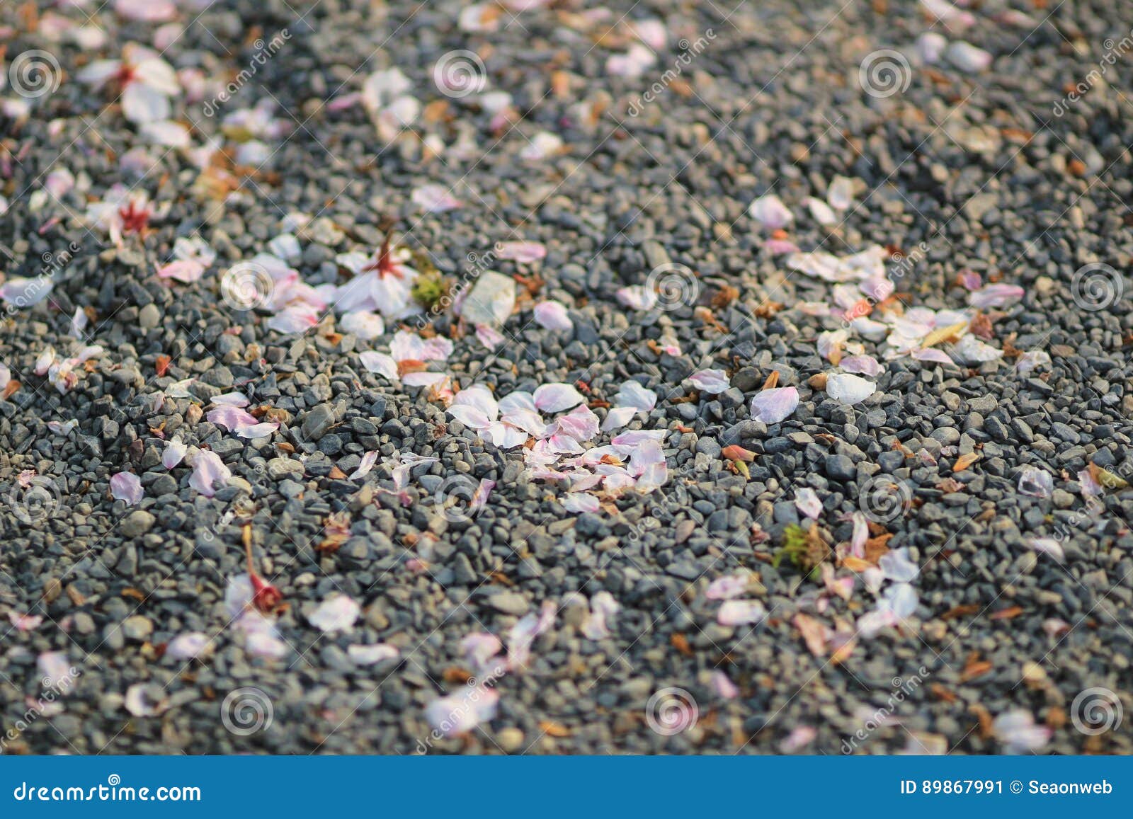 Carpet of Cherry Blossom Flowers on the Ground Stock Image - Image of ...
