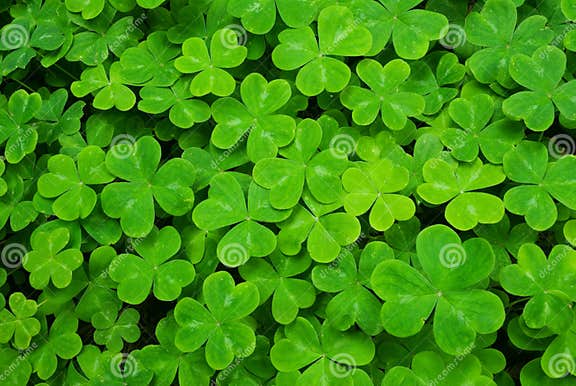 Carpet of clover stock photo. Image of forest, holiday - 5851722