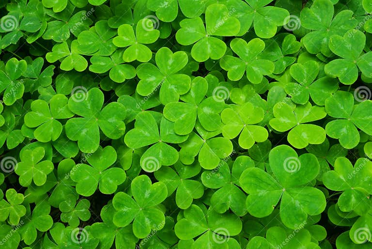 Carpet of clover stock photo. Image of forest, holiday - 5851722