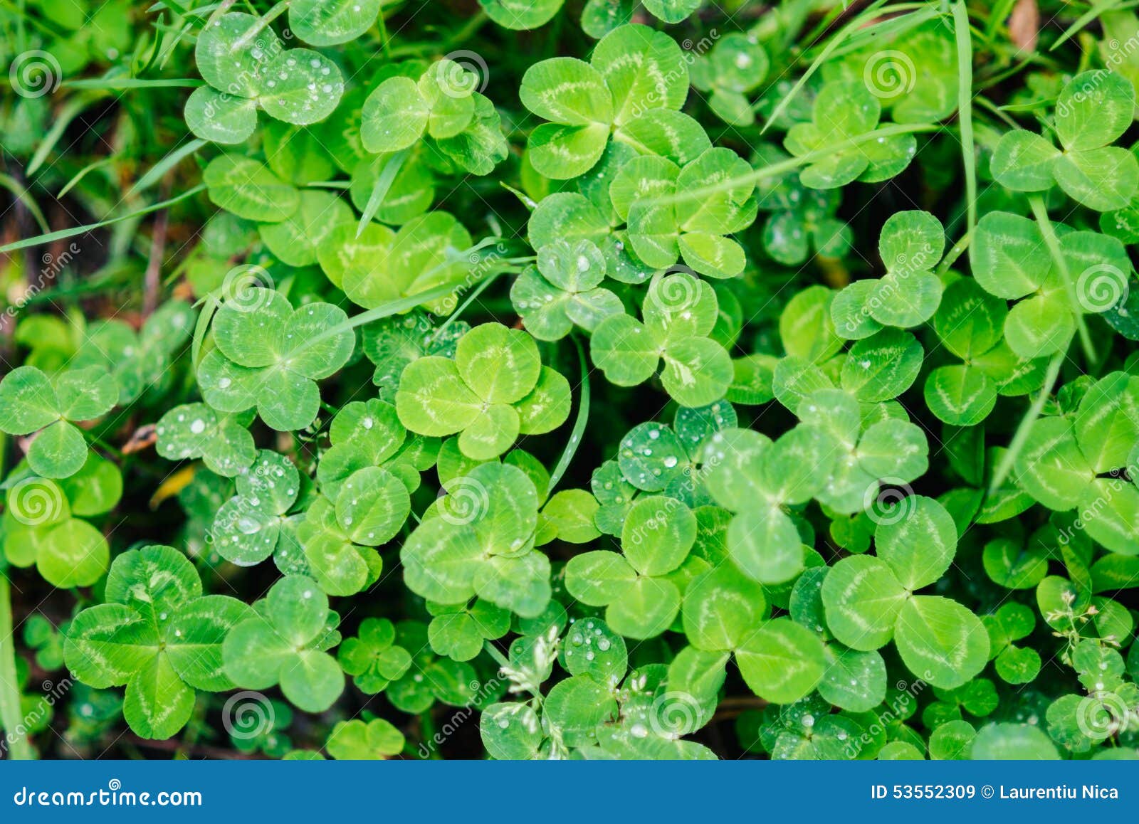 Carpet of clover stock image. Image of countryside, fresh - 53552309