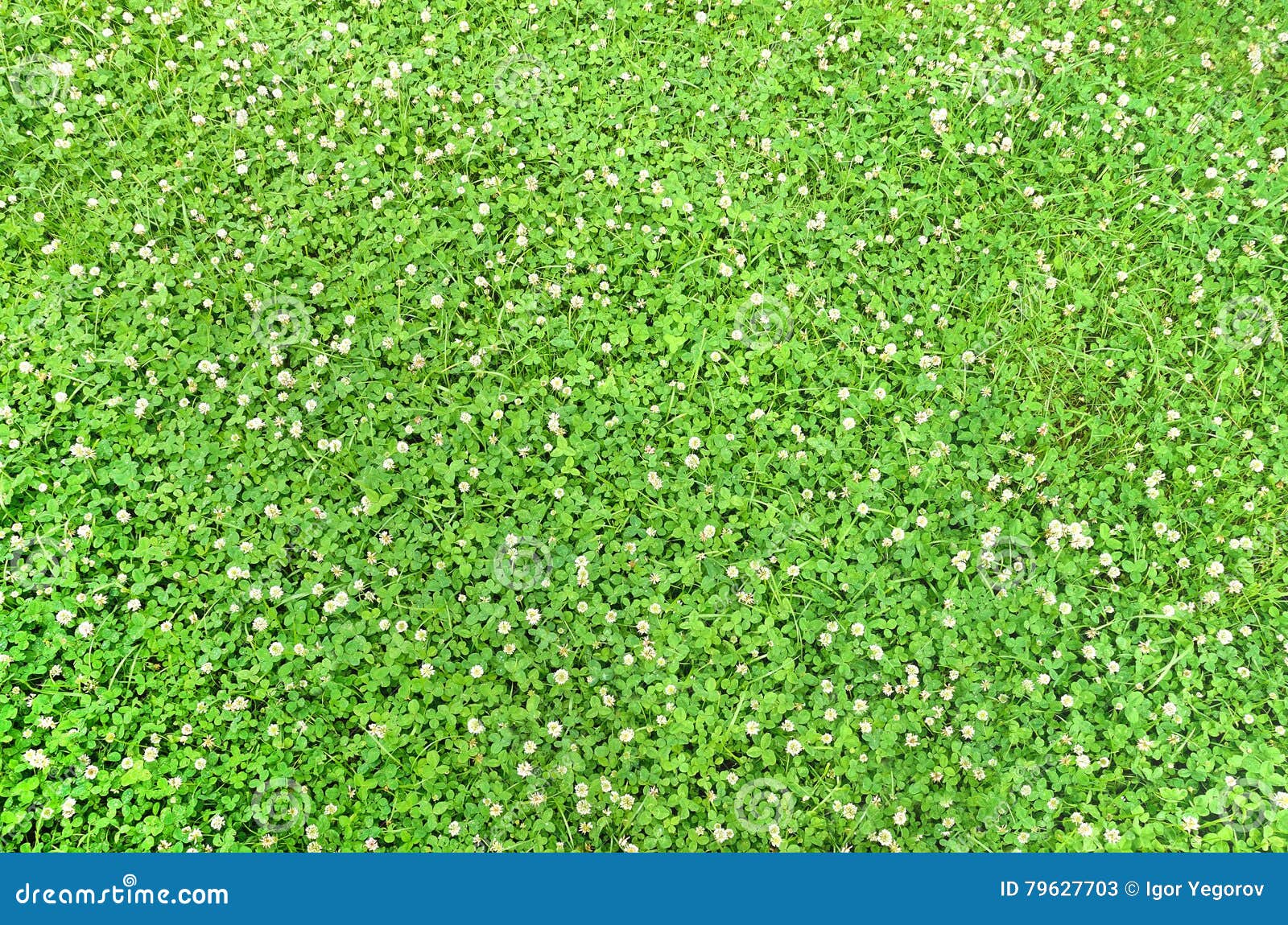Carpet clover stock image. Image of backgrounds, grass - 79627703