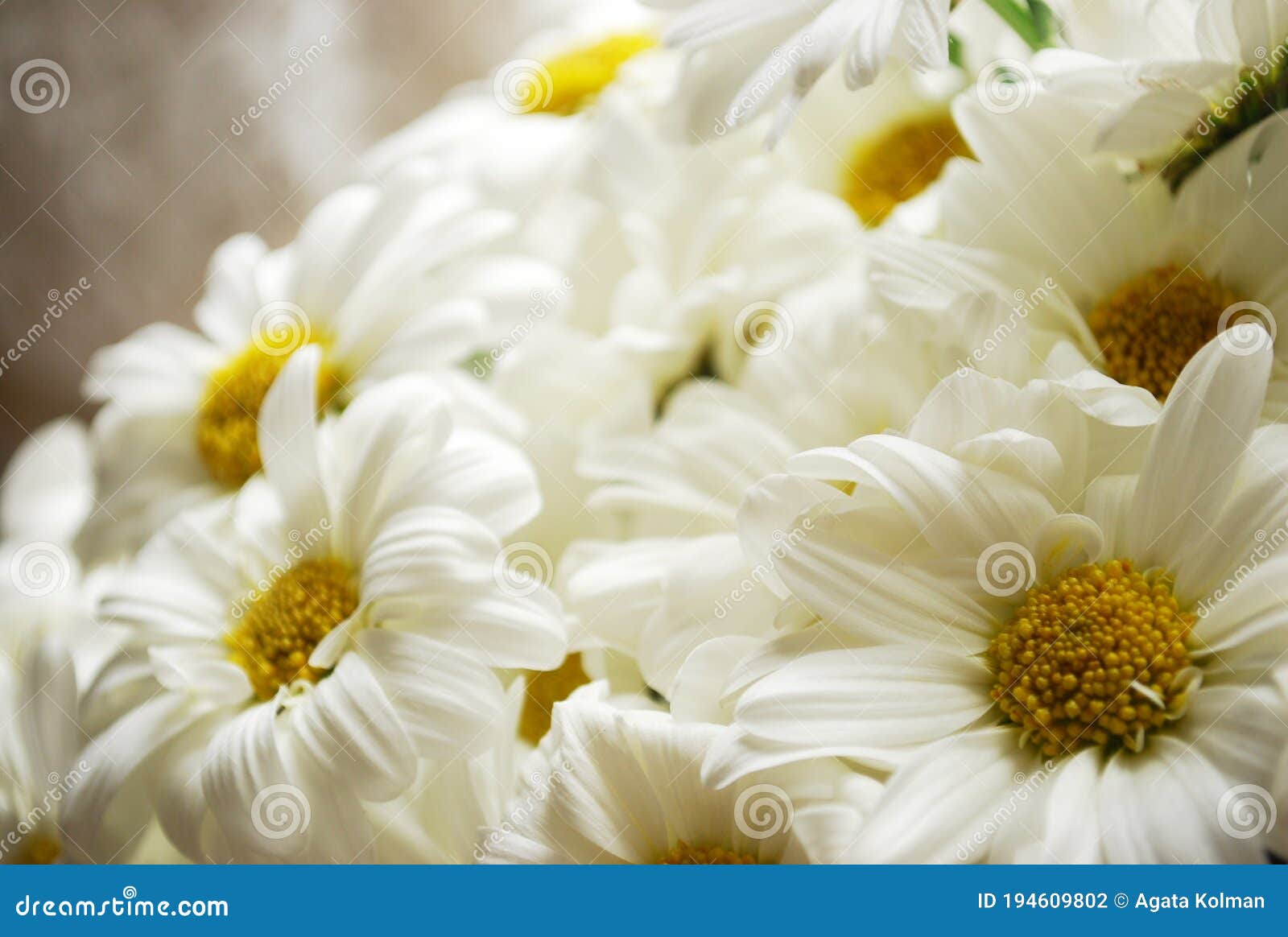 Carpet of Daisy Flowers or Part of Flower Bunch in Day Light Stock ...